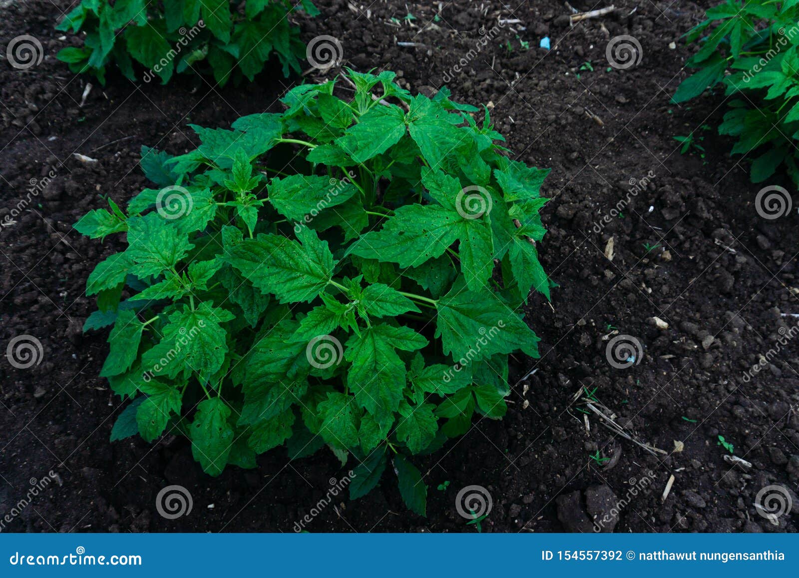 Green Sesame Leaf Growing in the Tree White Sesame Tree Agriculture ...