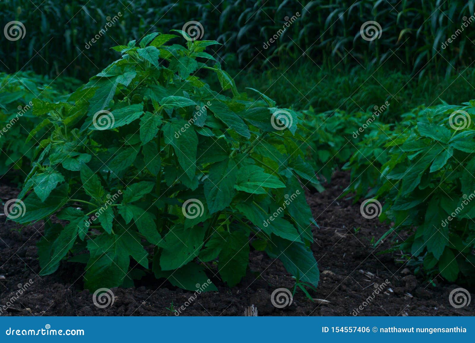 Green Sesame Leaf Growing in the Tree White Sesame Tree Agriculture ...