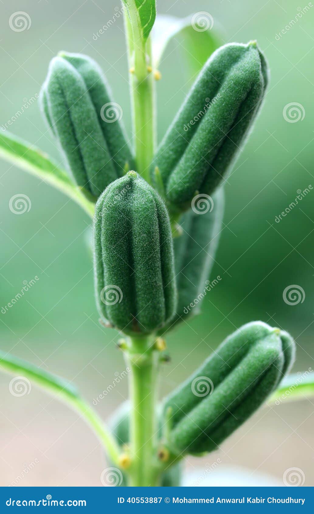 Green Sesame Leaf Growing In The Tree White Sesame Tree Agriculture ...