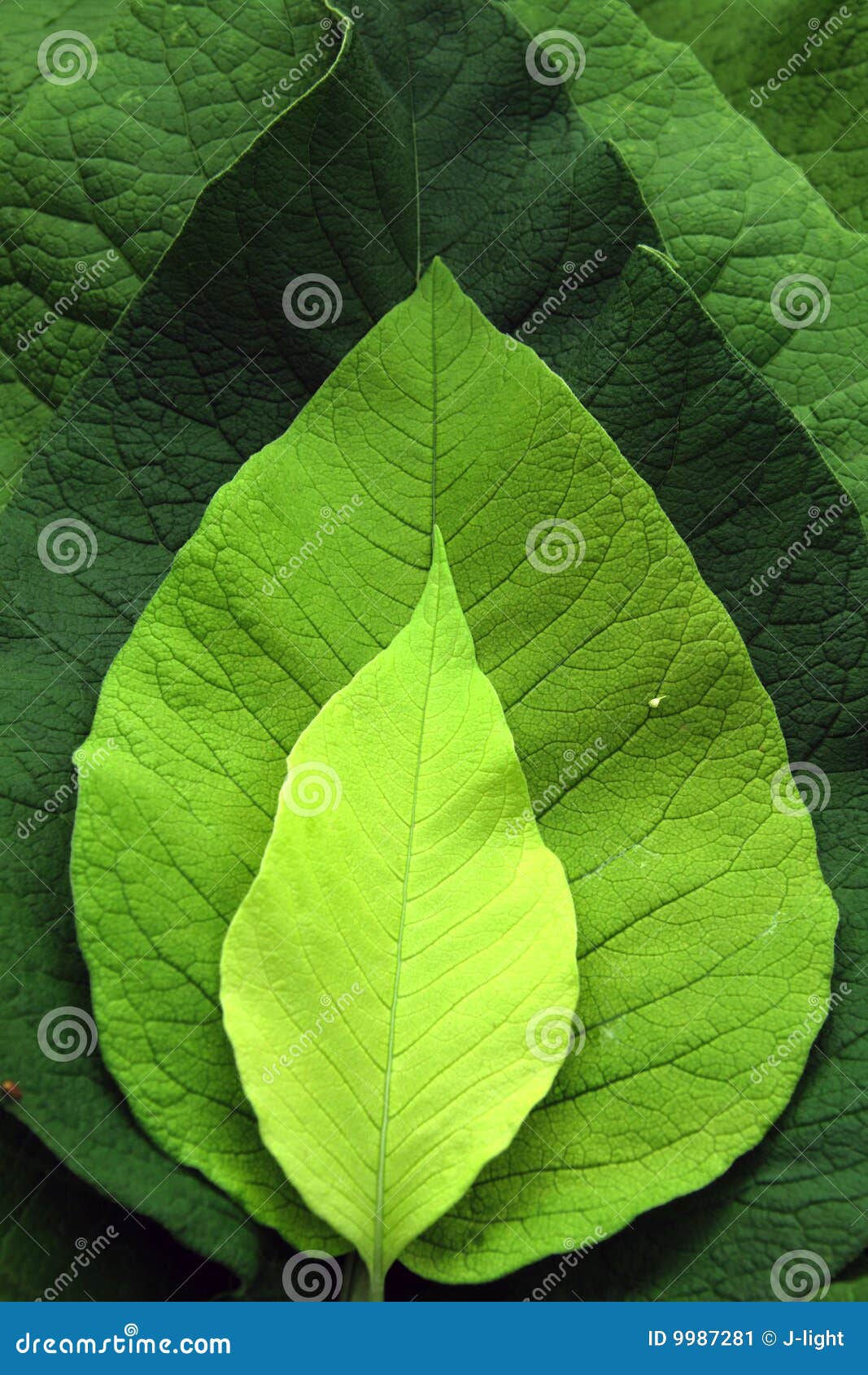 Green shades stock image. Image of graphic, botanic, fresh - 9987281
