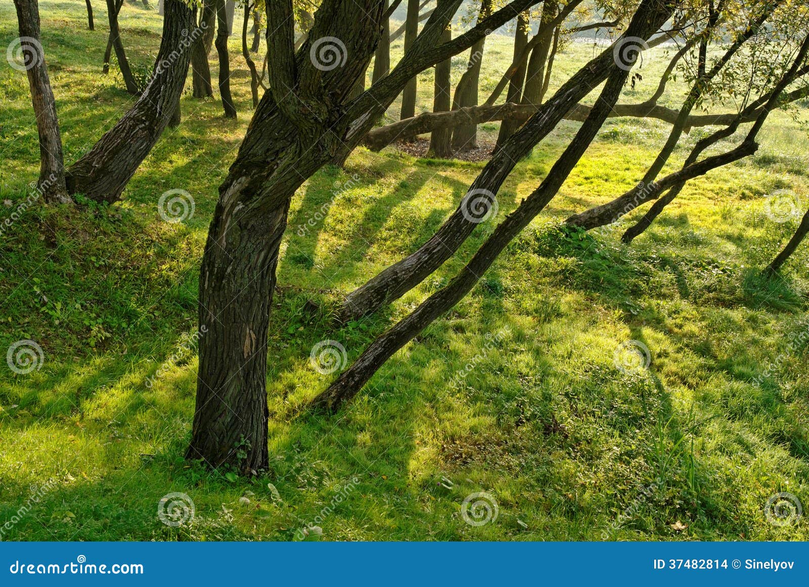 Green shady park stock photo. Image of forest, country - 37482814