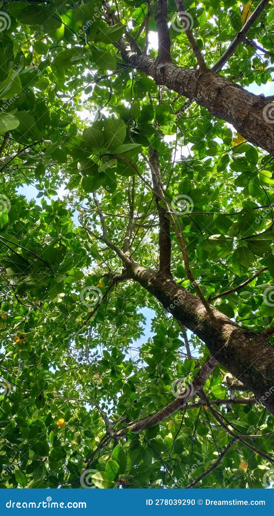 Green and Shady Trees Cool Beautiful Stock Photo - Image of trees ...