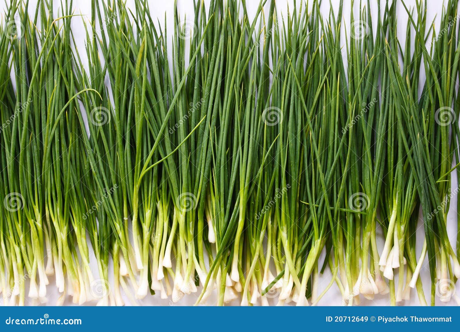 Green Shallot Growth In FarmlandAllium Ascalonicum,vegetable G Royalty ...