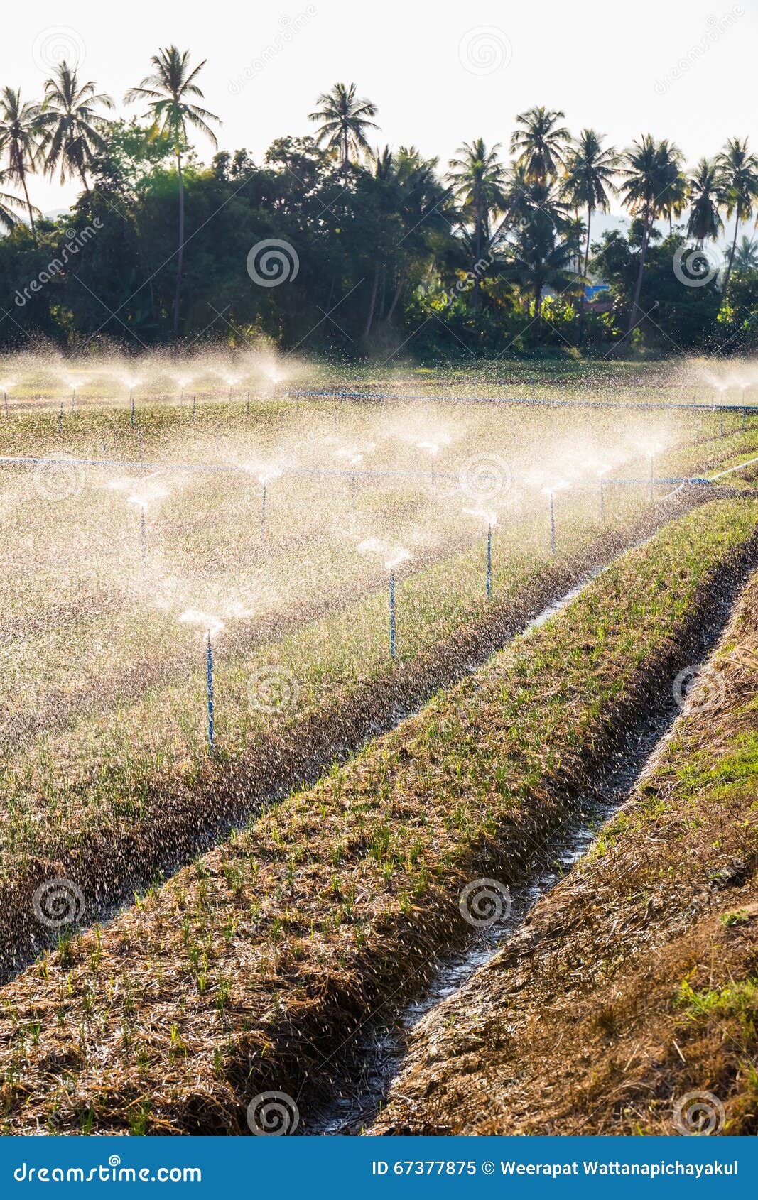 Green Shallot farm stock image. Image of fountain, irrigation - 67377875