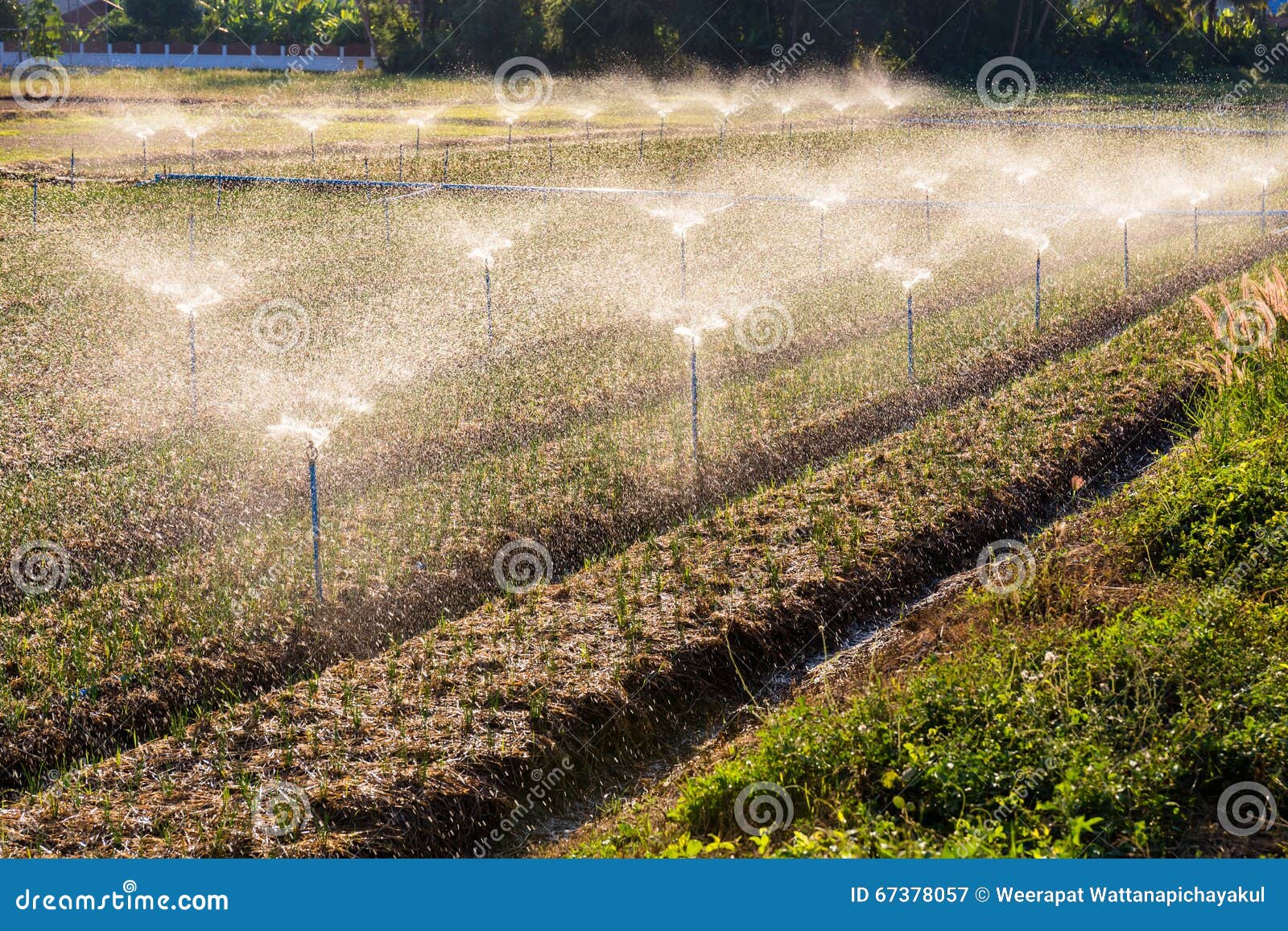 Green Shallot farm stock image. Image of soak, agriculture - 67378057