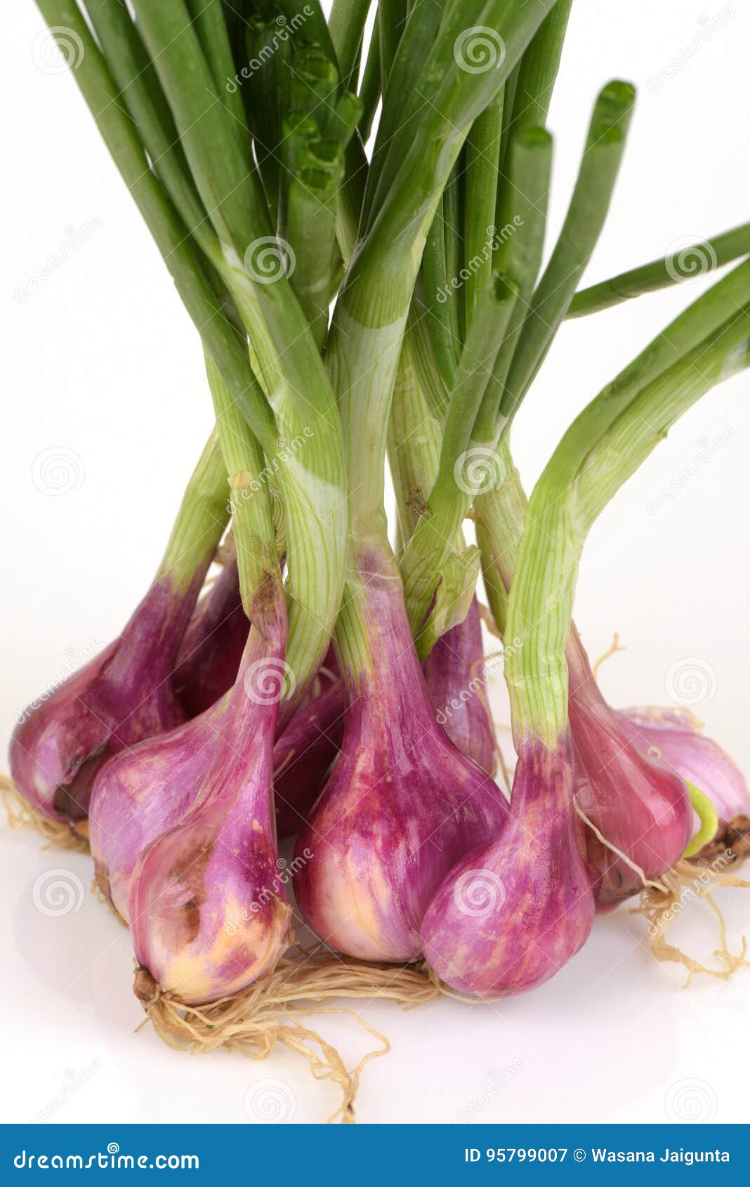 Green Shallot Growth In FarmlandAllium Ascalonicum,vegetable G Royalty ...