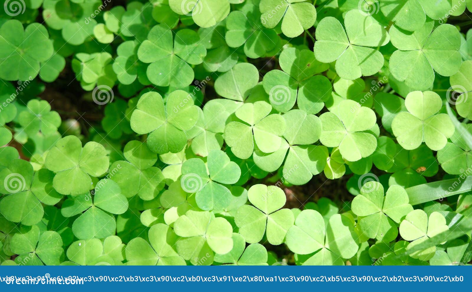Green Shamrock General Plan in the Forest Stock Image - Image of ivan ...