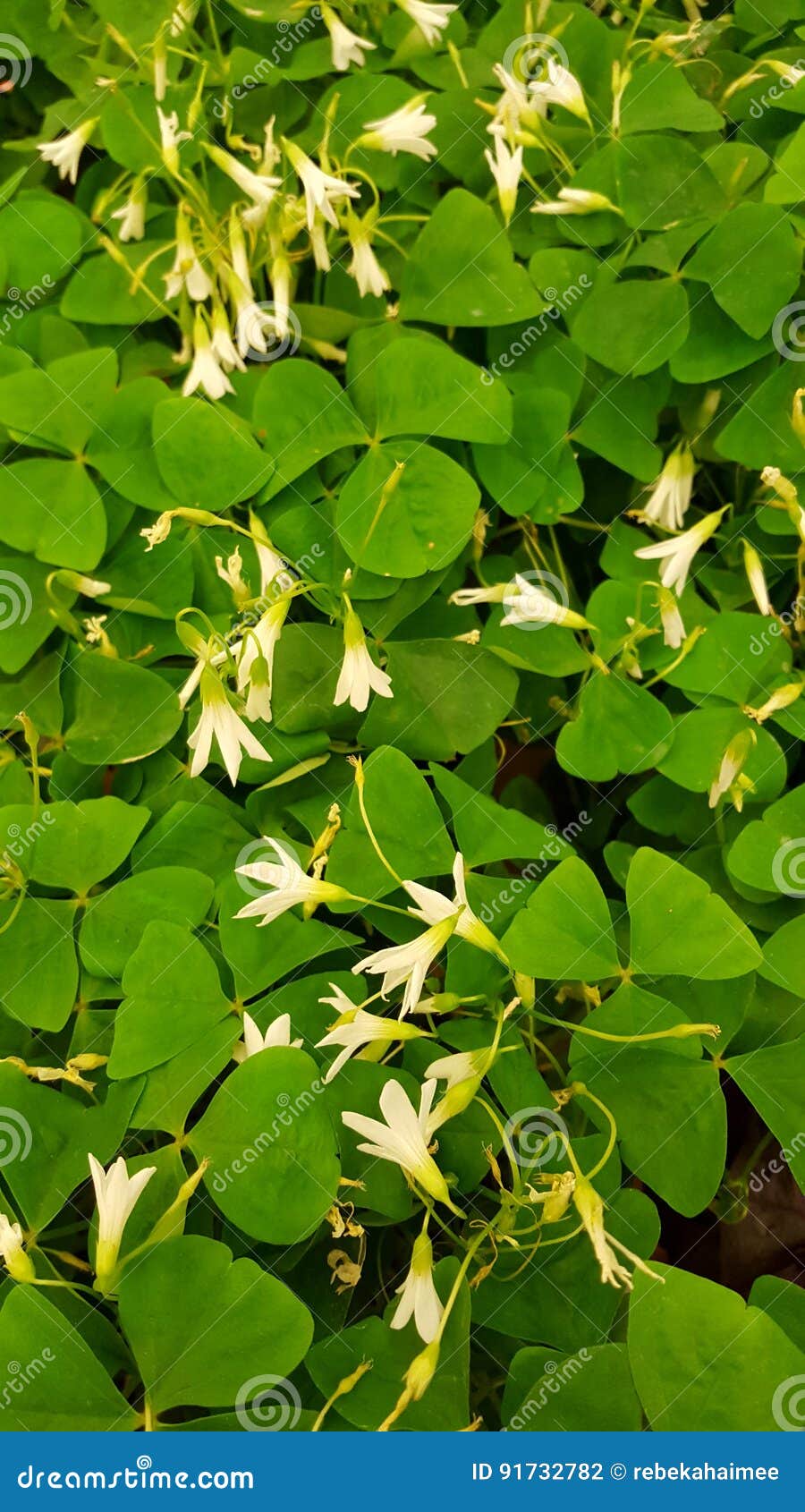 Green Shamrock Oxalis stock photo. Image of leaves, white - 91732782