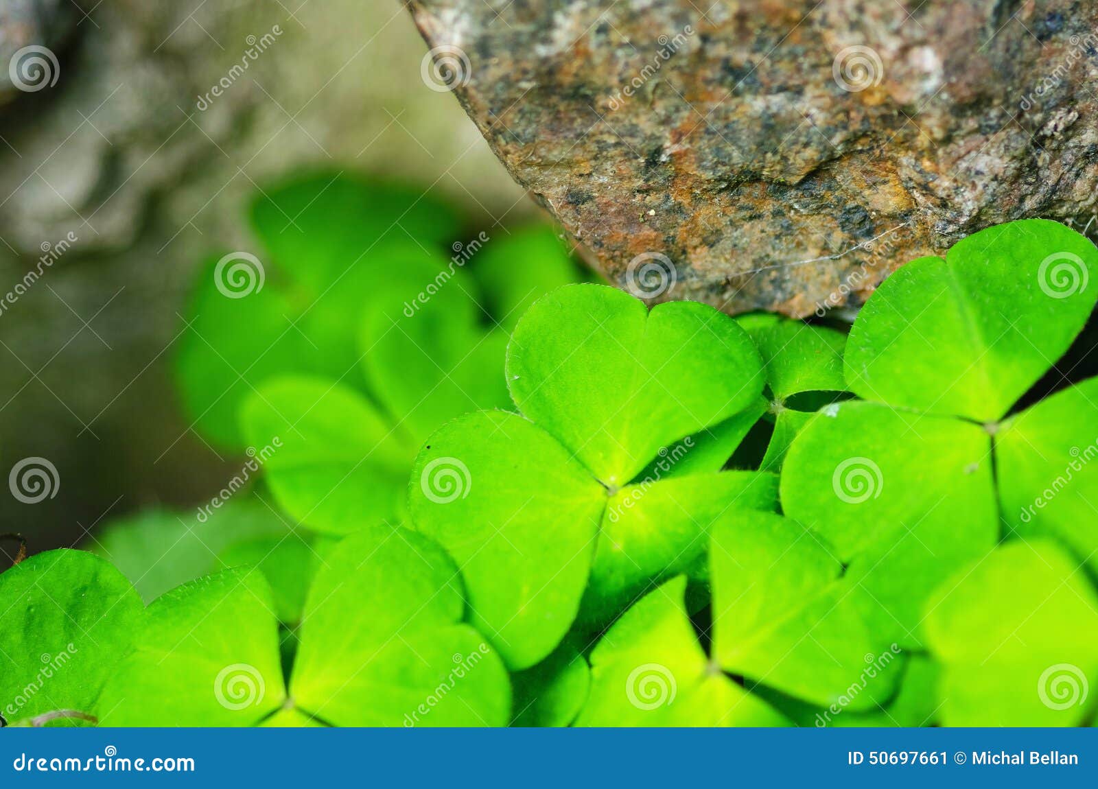 The Green Shamrock Plant on a Stone Wall Background Stock Image - Image ...