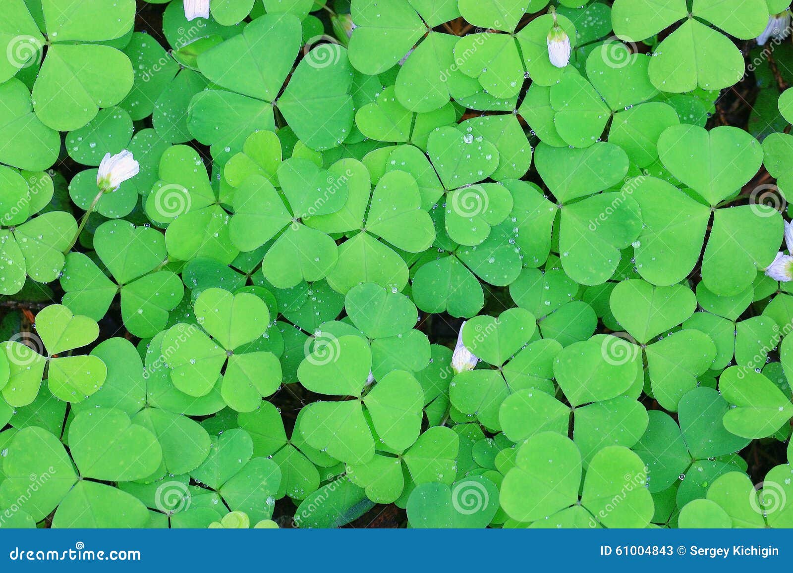 Green shamrock texture stock illustration. Illustration of nature ...