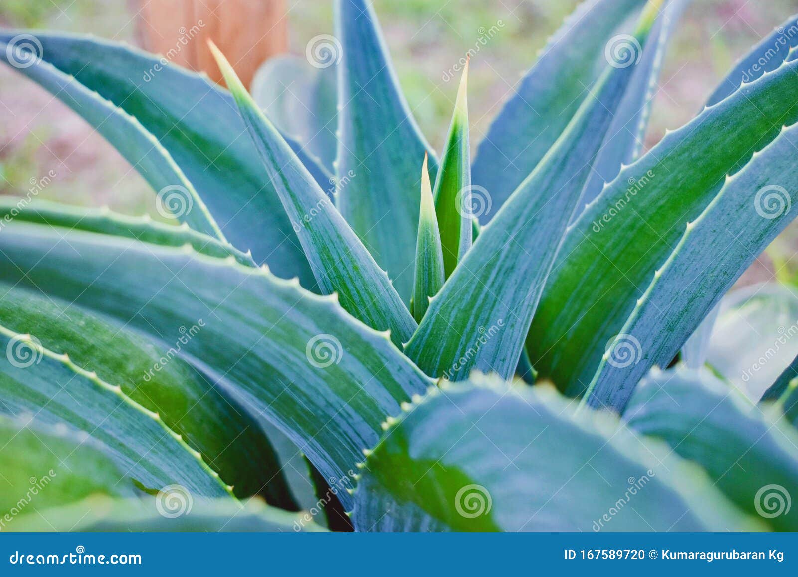 Green Sharp Leaves in the Garden Stock Photo - Image of garden, green ...