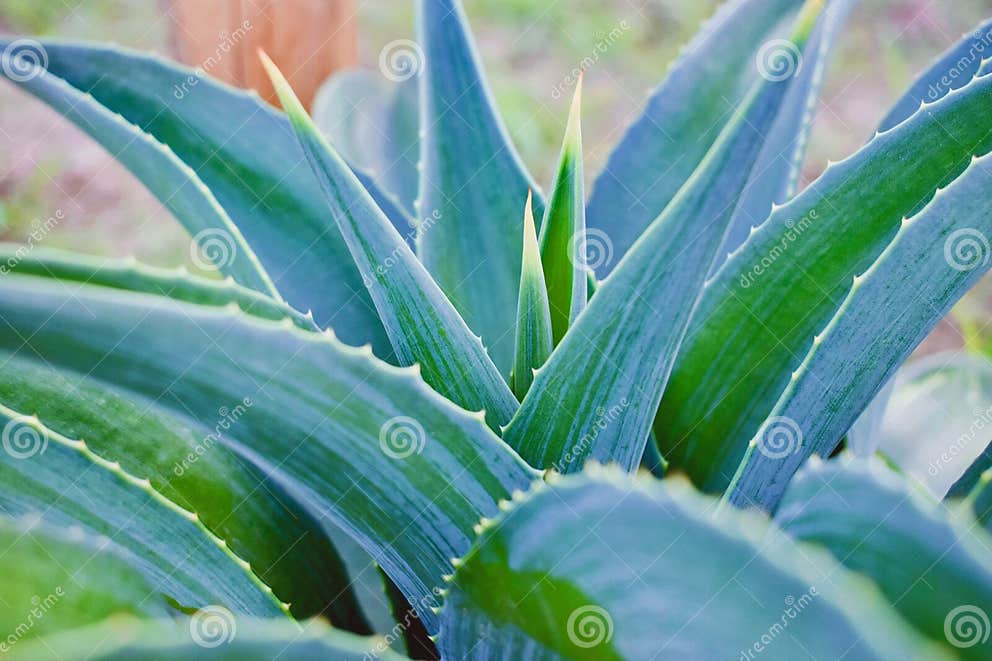 Green Sharp Leaves in the Garden Stock Photo - Image of garden, green ...