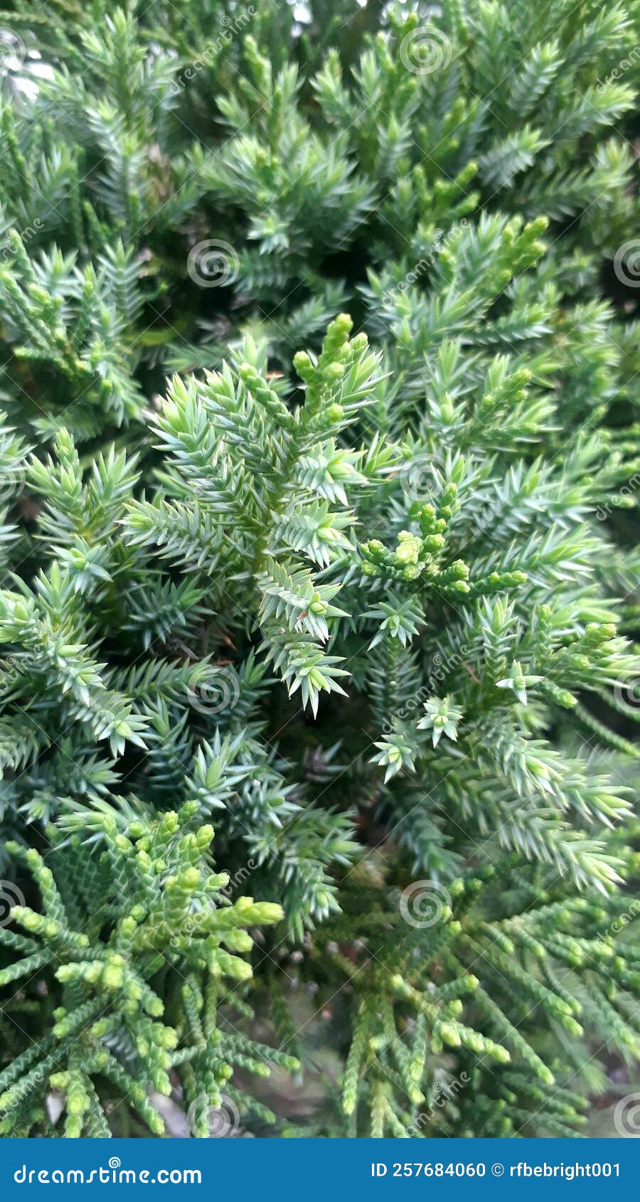 Green sharp leaves stock photo. Image of leaves, vegetation - 257684060