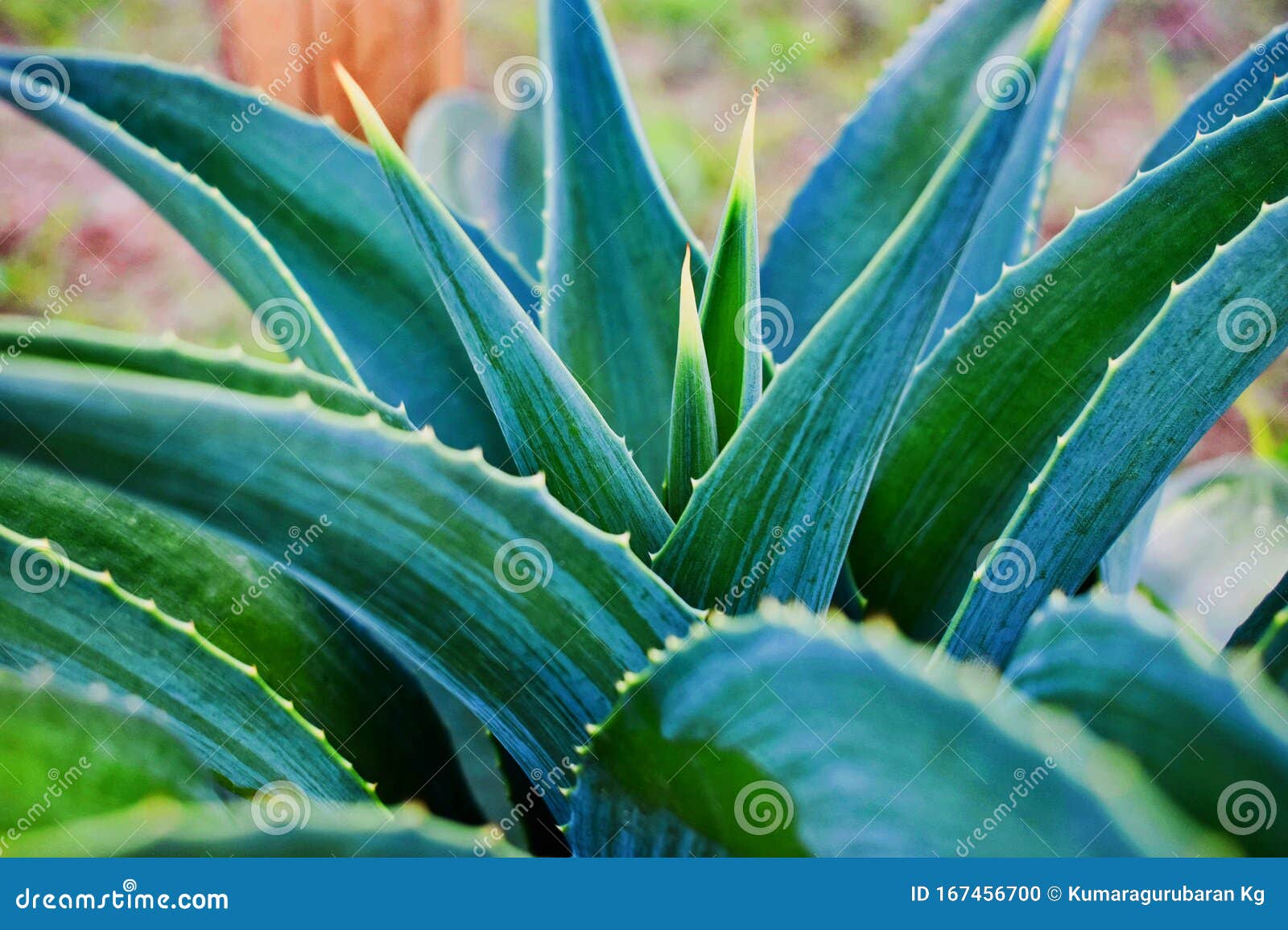 Green Sharp Natural Leaves in the Garden Stock Photo - Image of cute ...