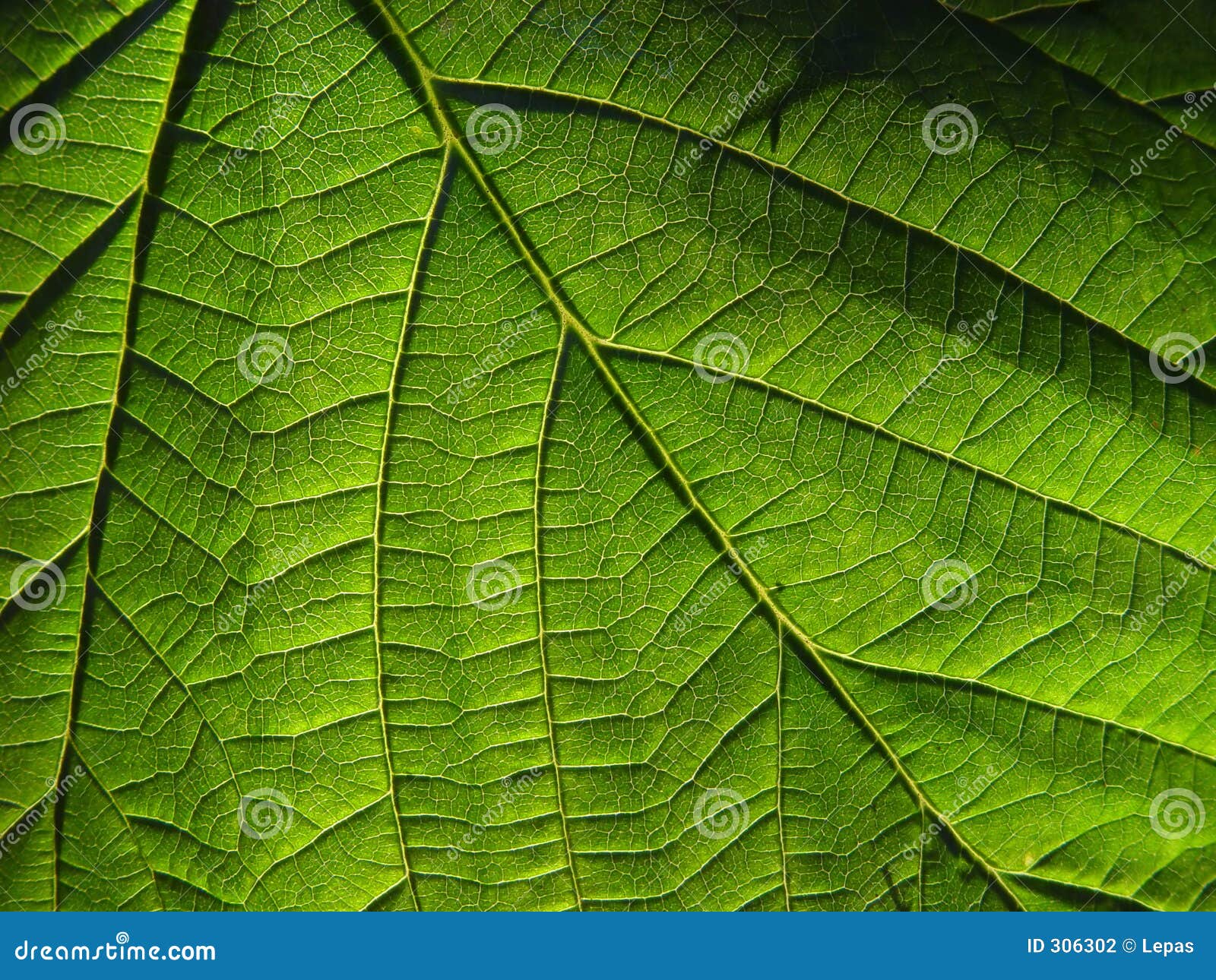 Green Sheet Stock Photography | CartoonDealer.com #306302