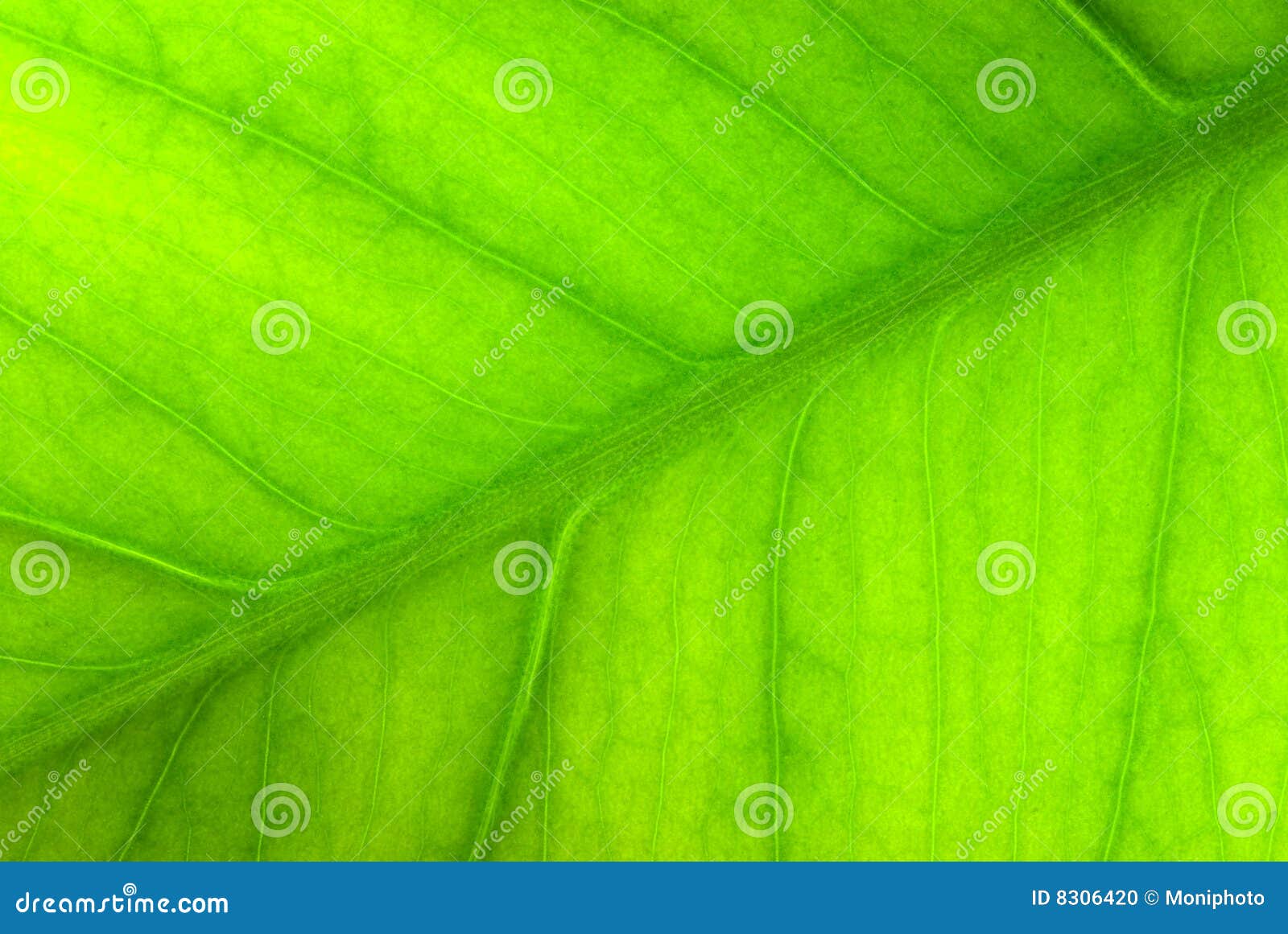 Green Sheet Background.shallow Dof Stock Photo - Image of conservation ...