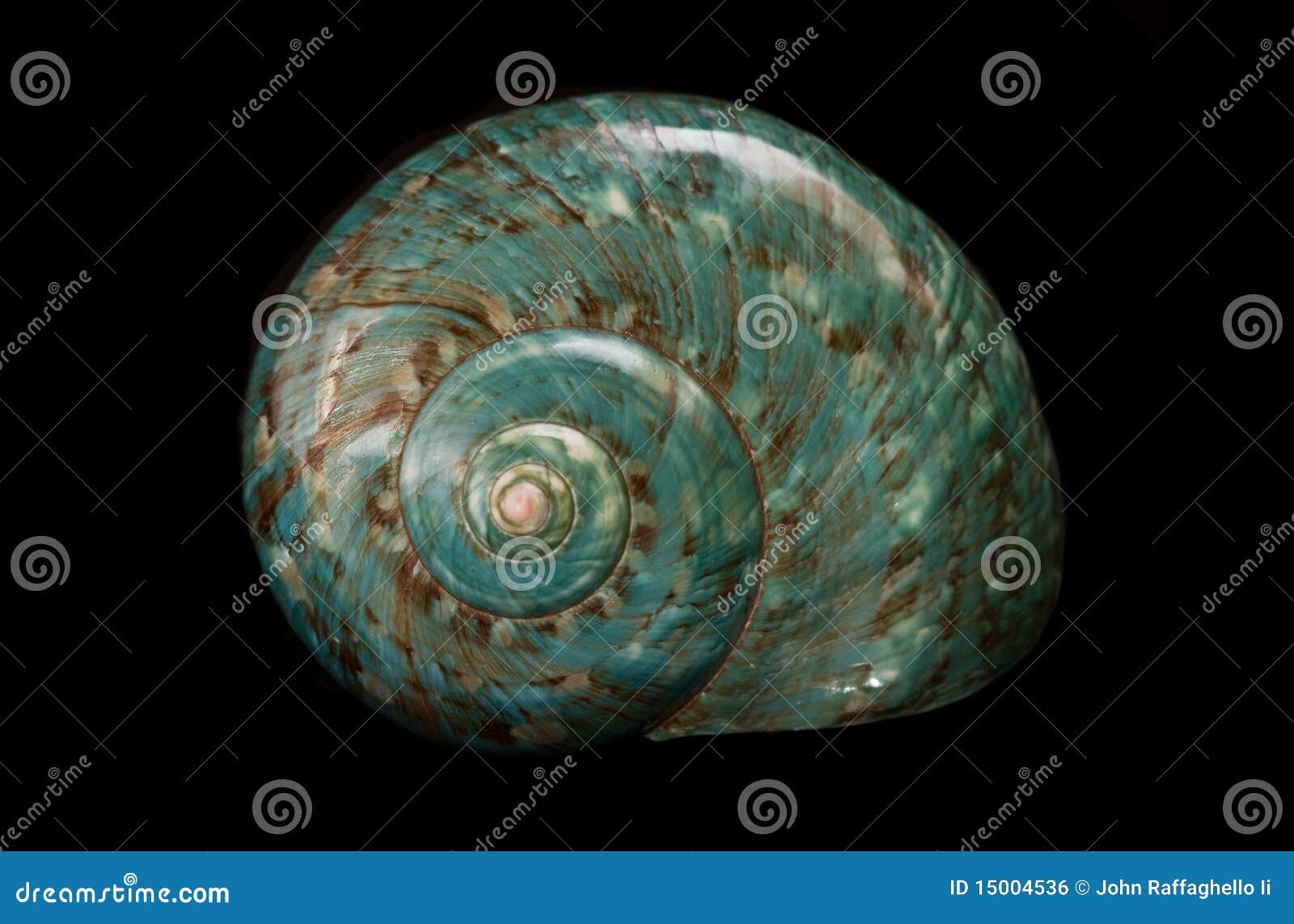Green Shell Royalty Free Stock Image - Image: 15004536