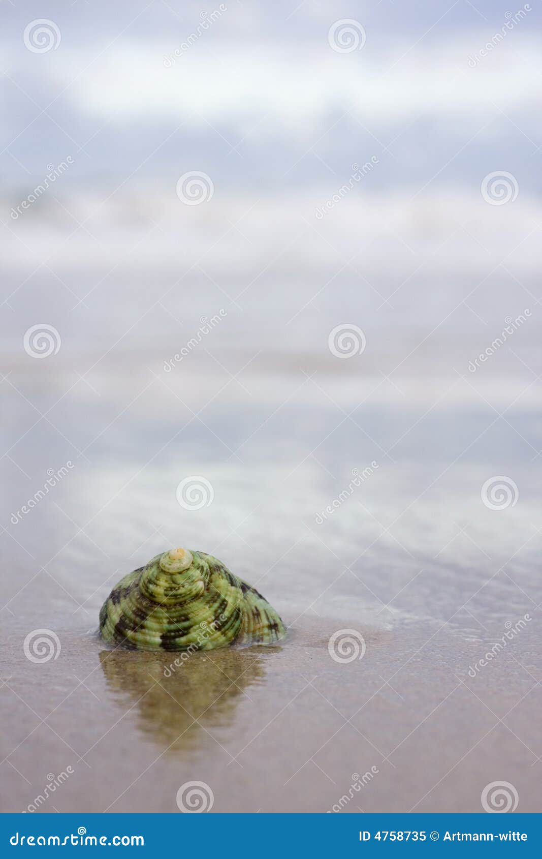 Green shell on beach stock image. Image of relaxing, relax - 4758735
