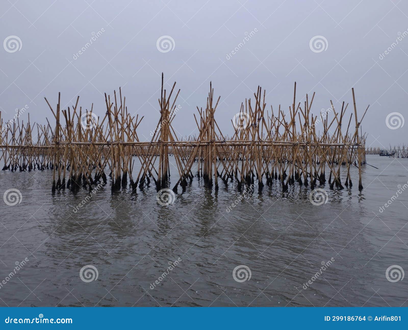 Green Shell Farm Somewhere in Indonesia Stock Photo - Image of farm ...