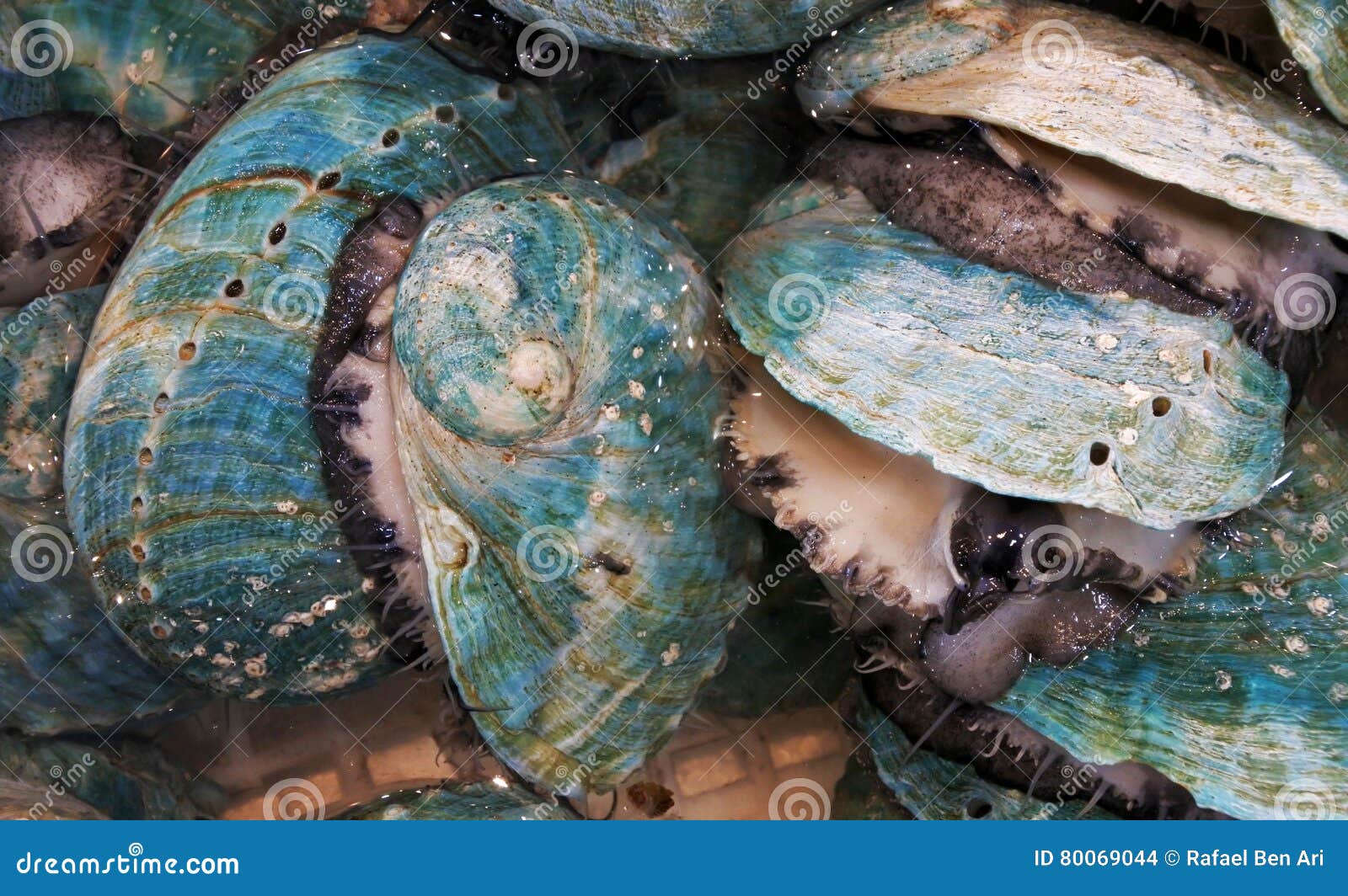 Green Sea Shell On White Florida Beach Sand Under The Sun Light Royalty ...