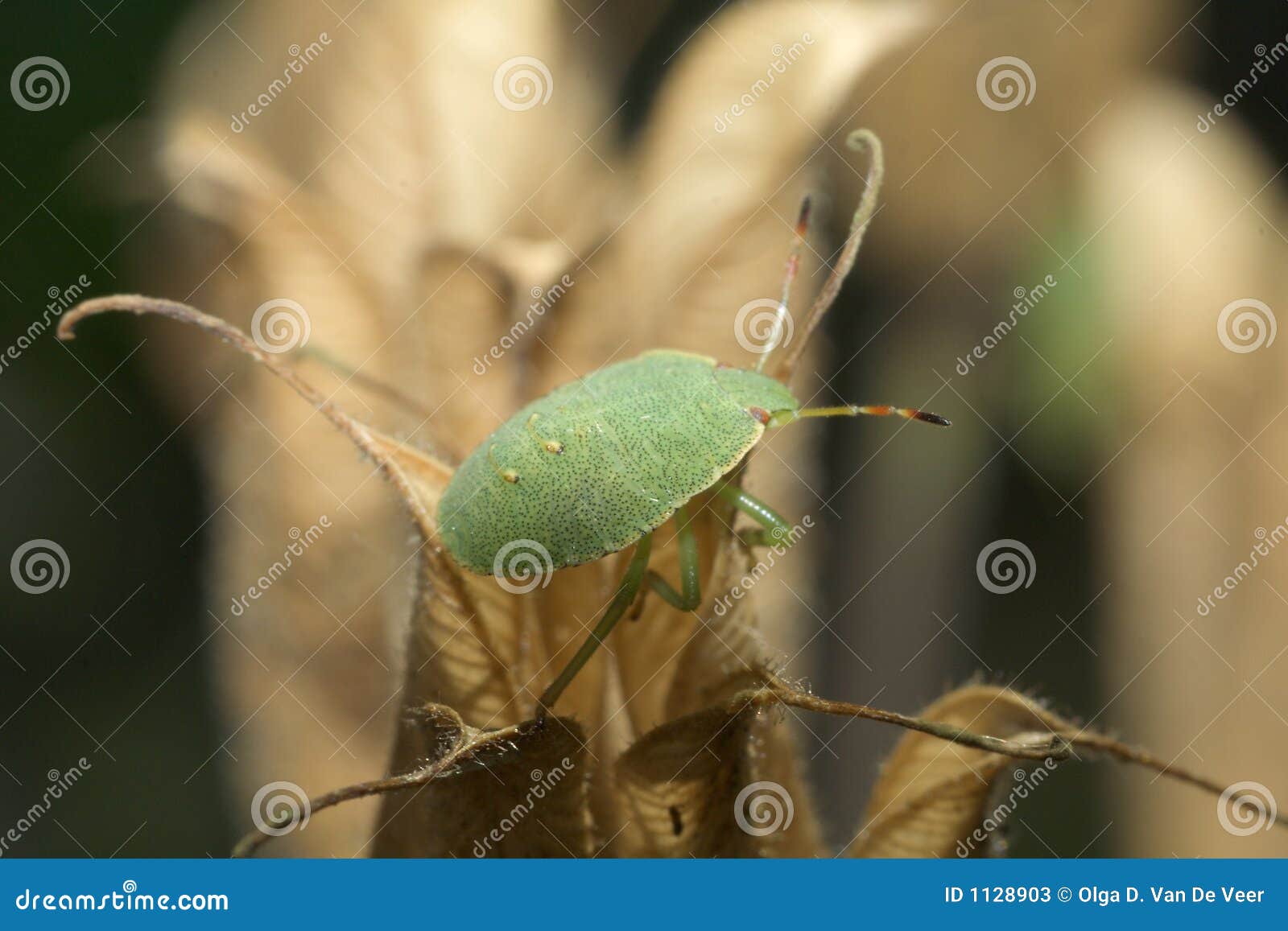 Green shield bug stock image. Image of plant, pests, european - 1128903