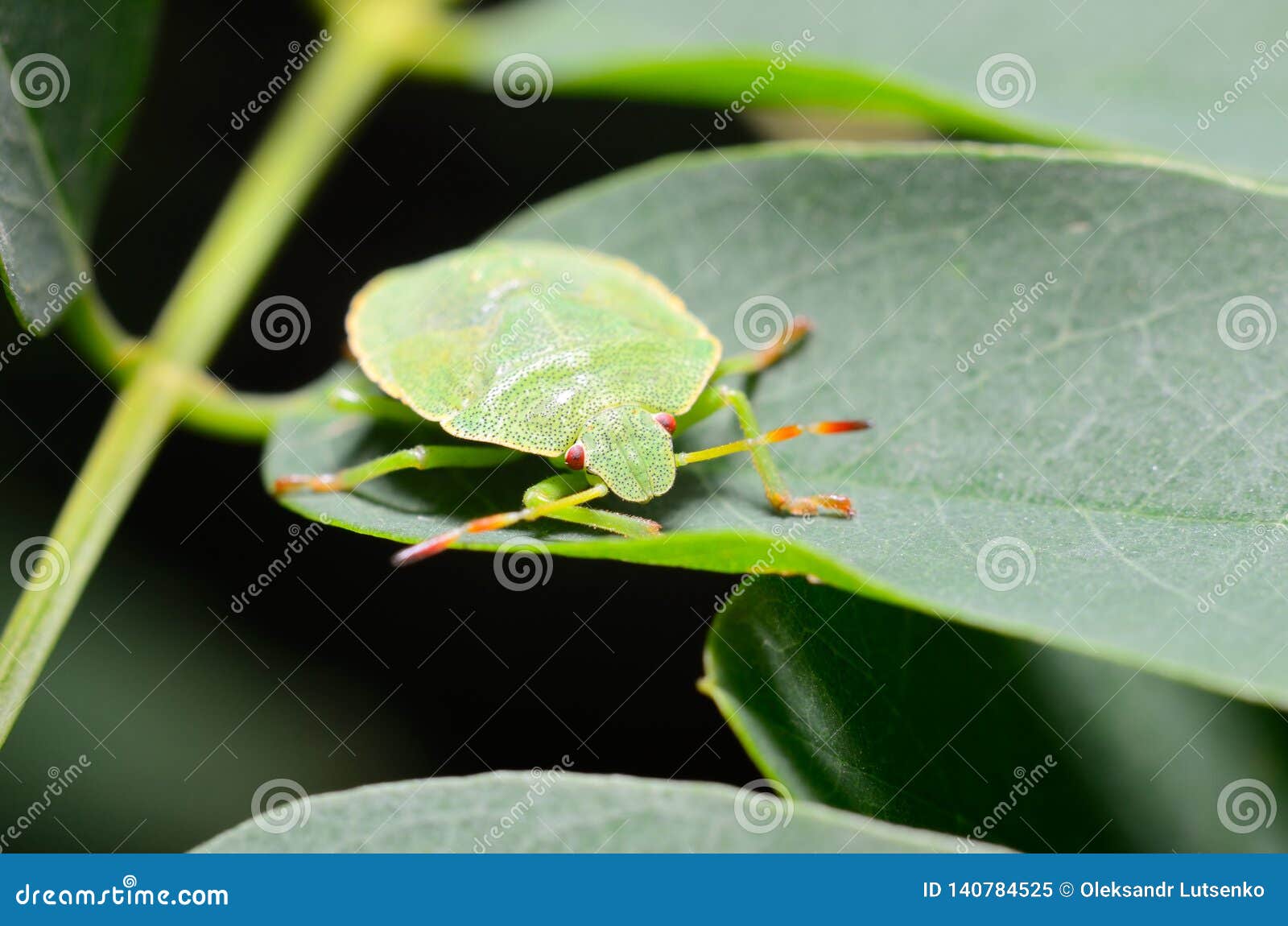 Green shield bug stock image. Image of nature, shield - 140784525