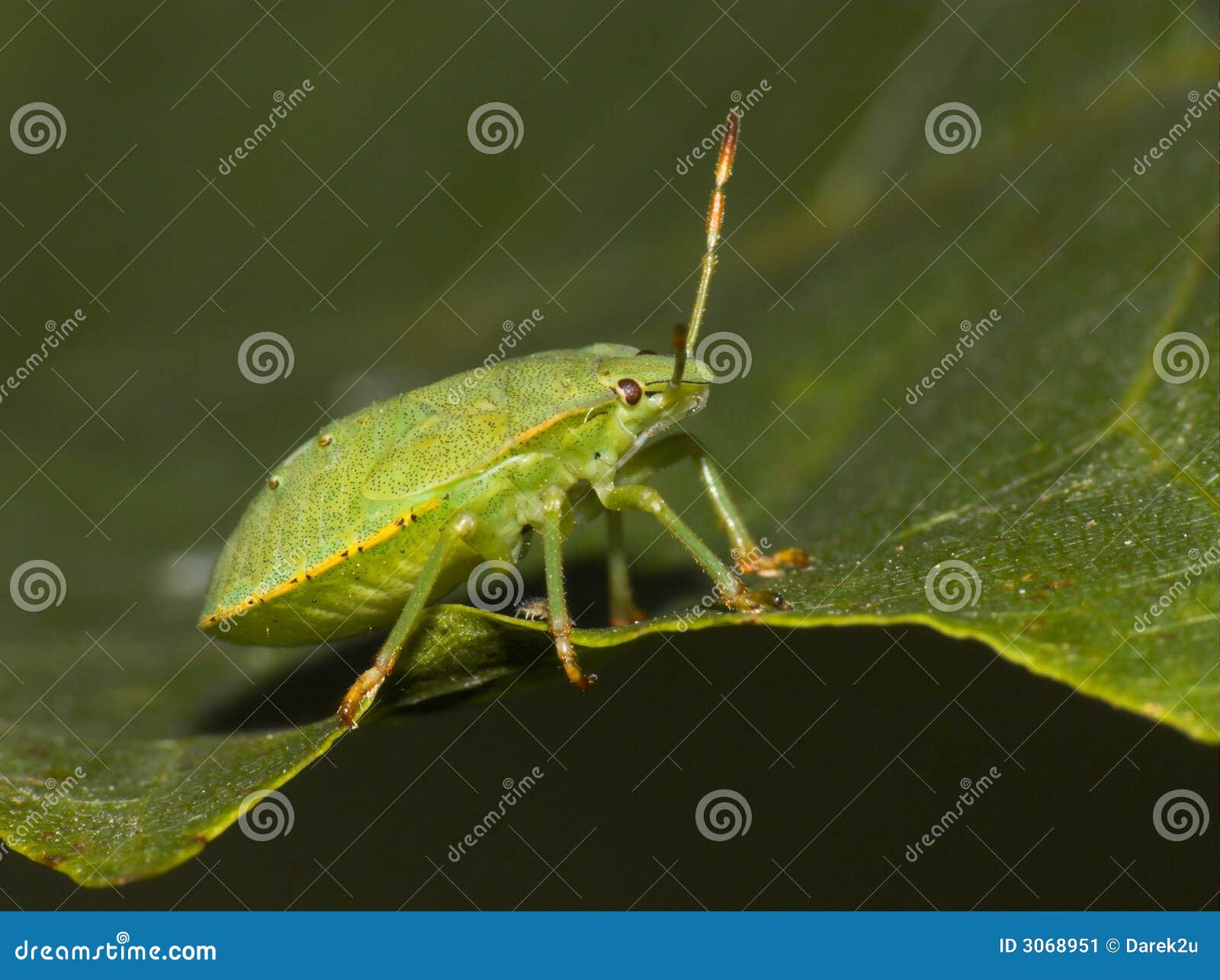 Green shield bug stock image. Image of summer, wild, insect - 3068951