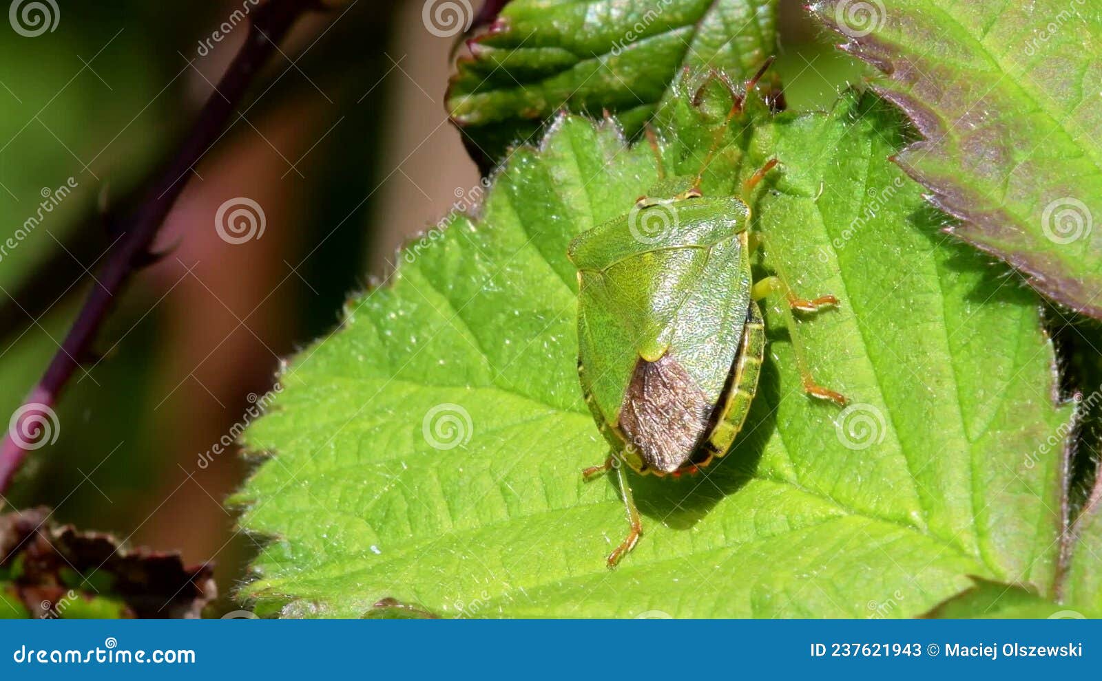 Green Shield Bug or Common Green Shieldbug, Palomena Prasina on a White ...
