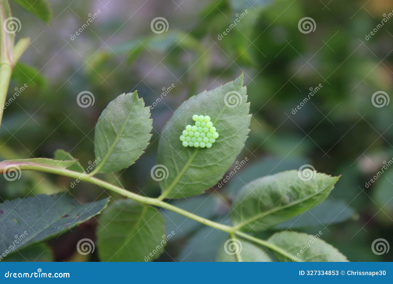 Green Shield Bug Eggs on Underside of Leaf, Up Close Picture Stock ...