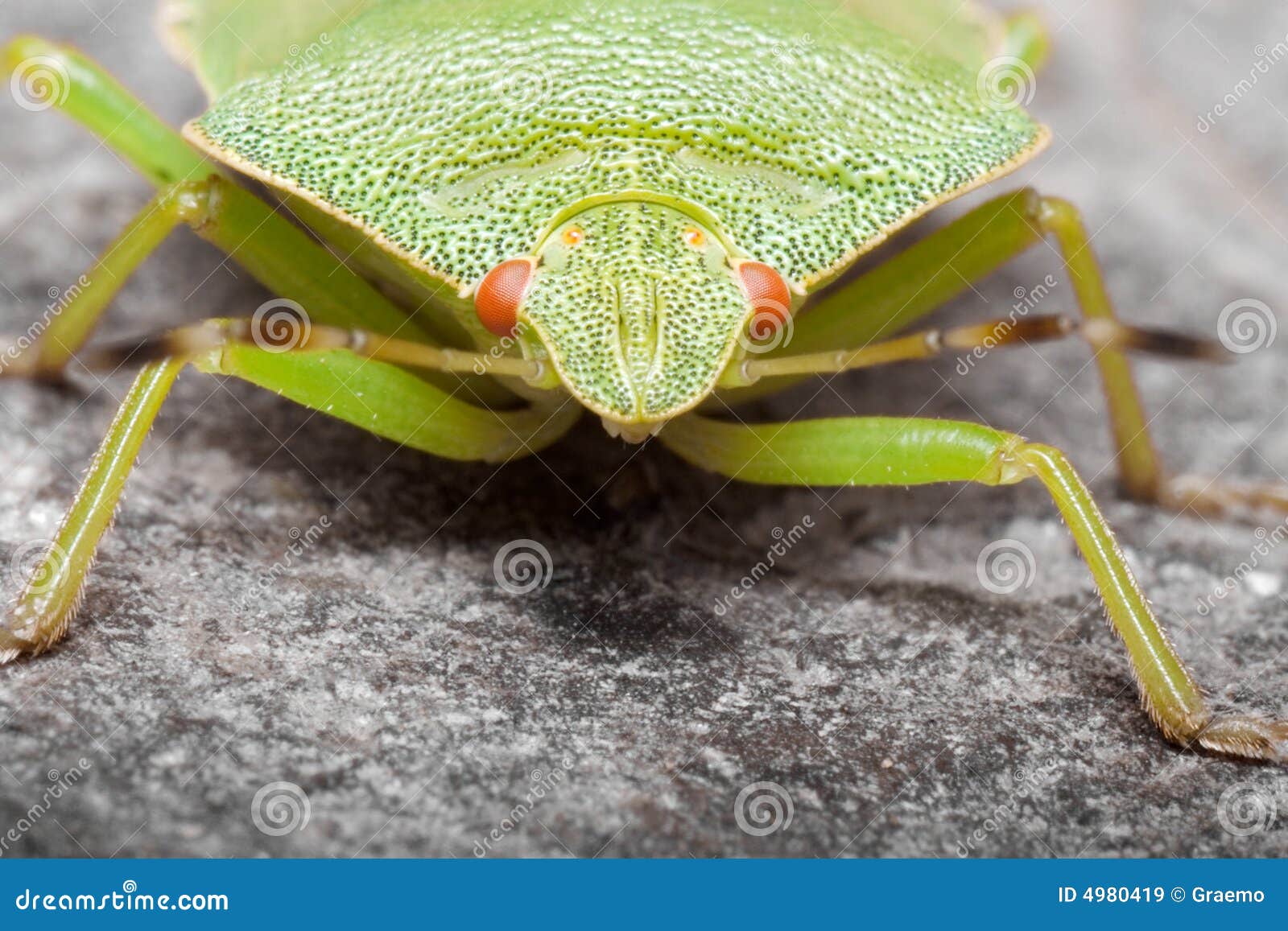 Green Shield Bug Animal Of Class Insecta (insects Royalty-Free Stock ...