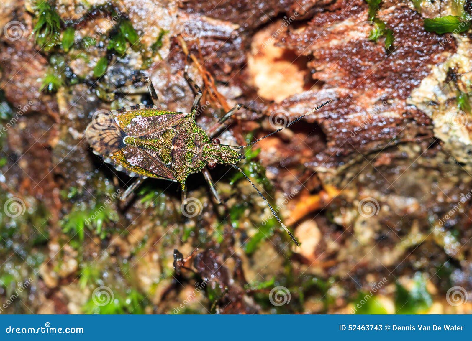 Green shield bug Masoala stock image. Image of natural - 52463743