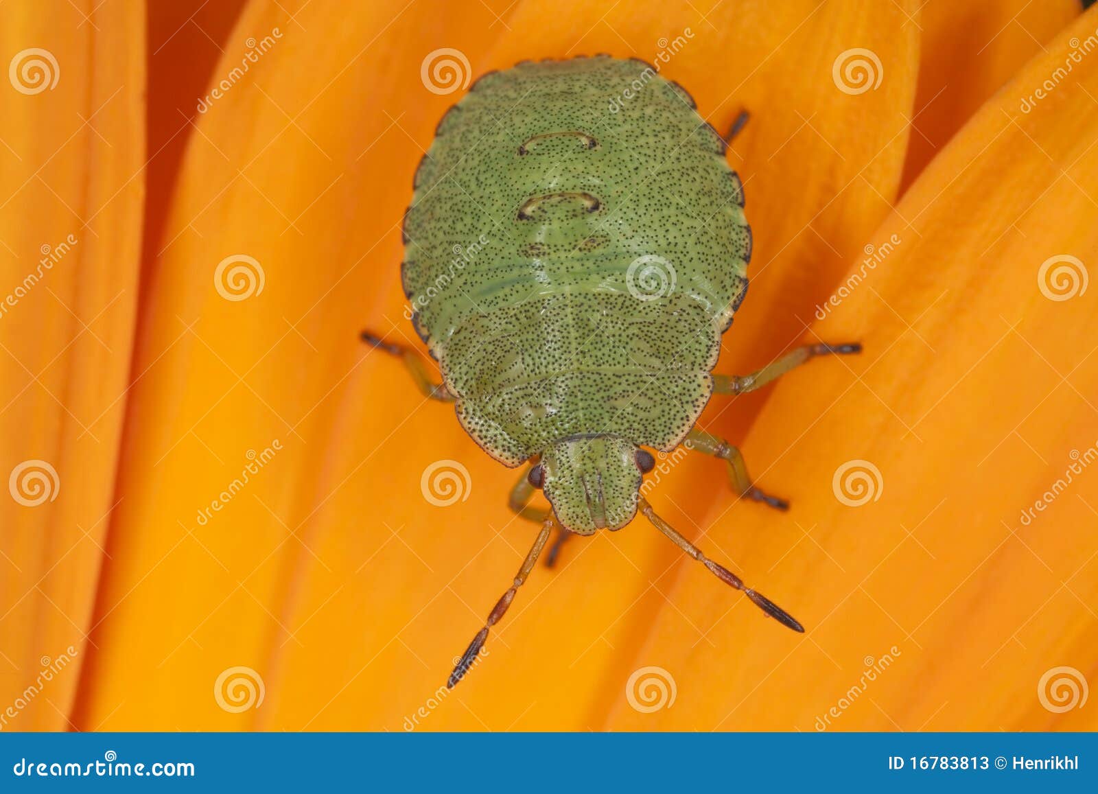 Green shield bug nymph stock image. Image of close, nymph - 16783813