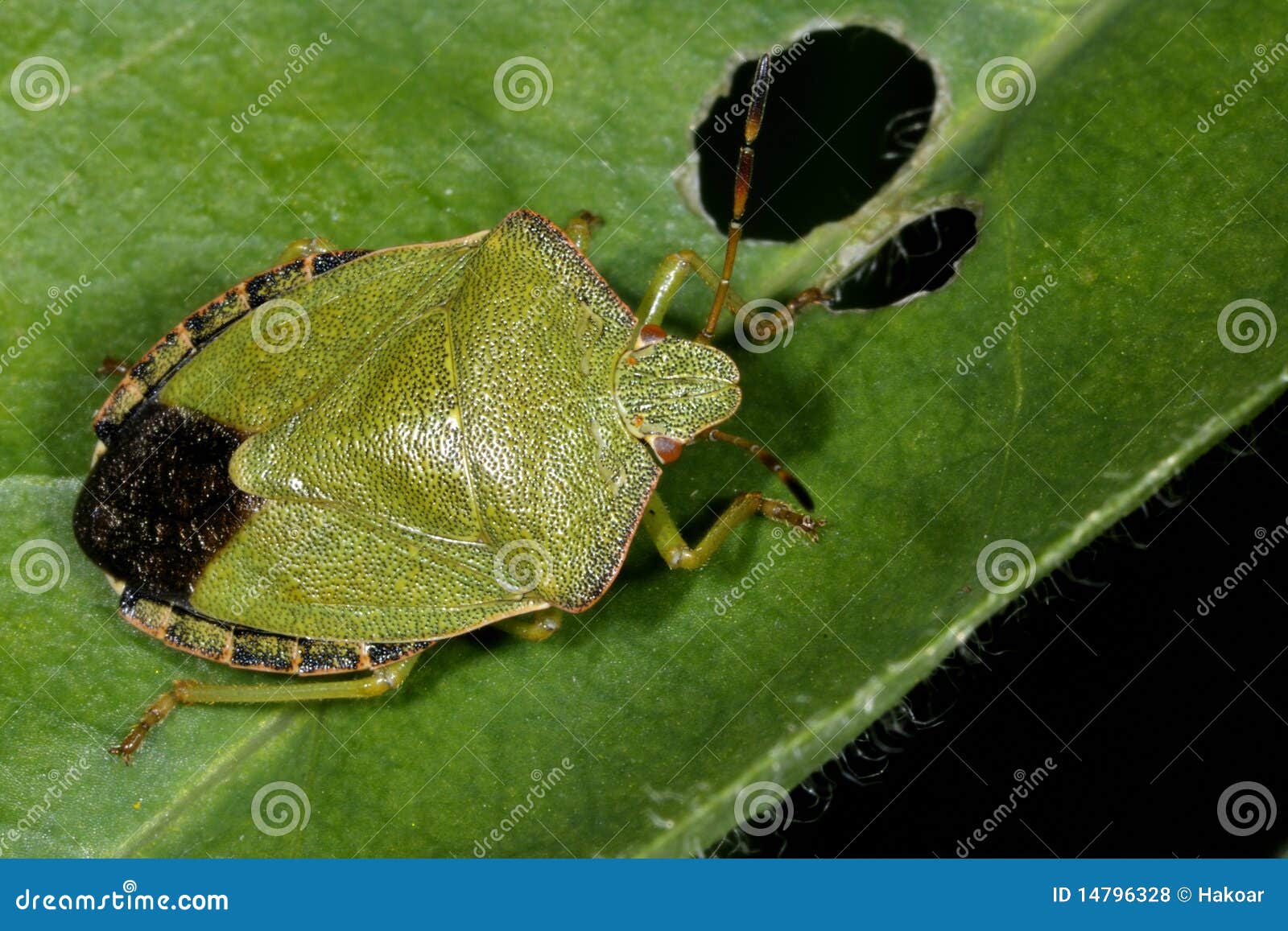 Green Shield Bug Animal Of Class Insecta (insects Stock Image ...