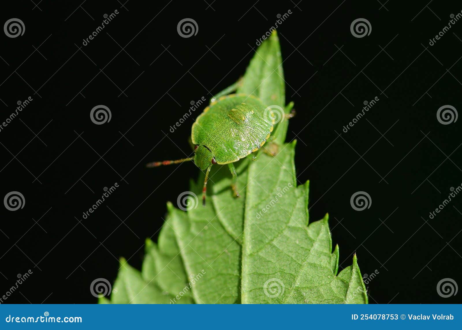 Green Shield Bug Palomena Prasina Stock Image - Image of closeup ...