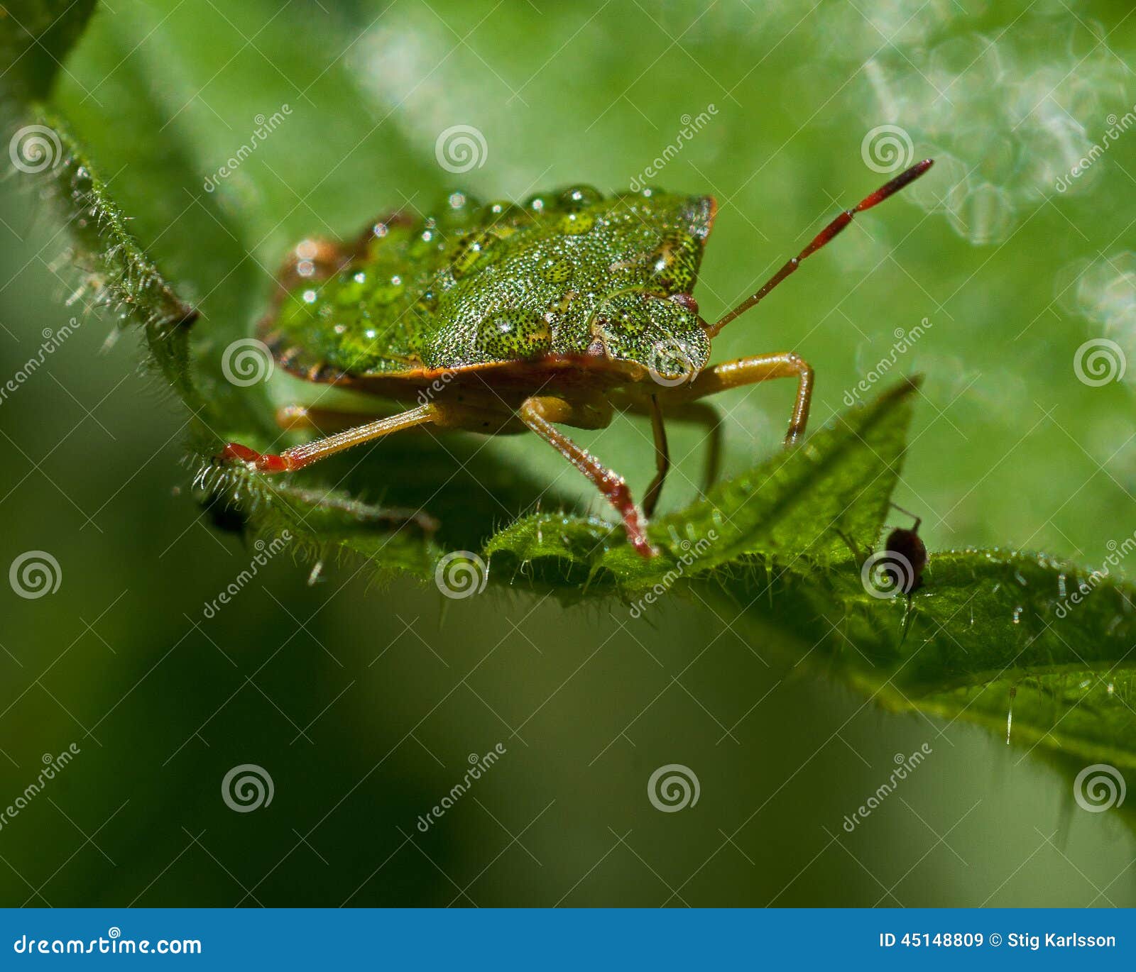 Green Shield Bug, Palomena Prasina after the Rain Stock Image - Image ...
