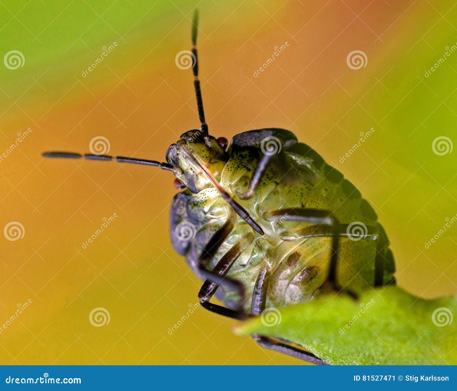 Green Shield Bug, Palomena Prasina Stock Image - Image of horizontal ...