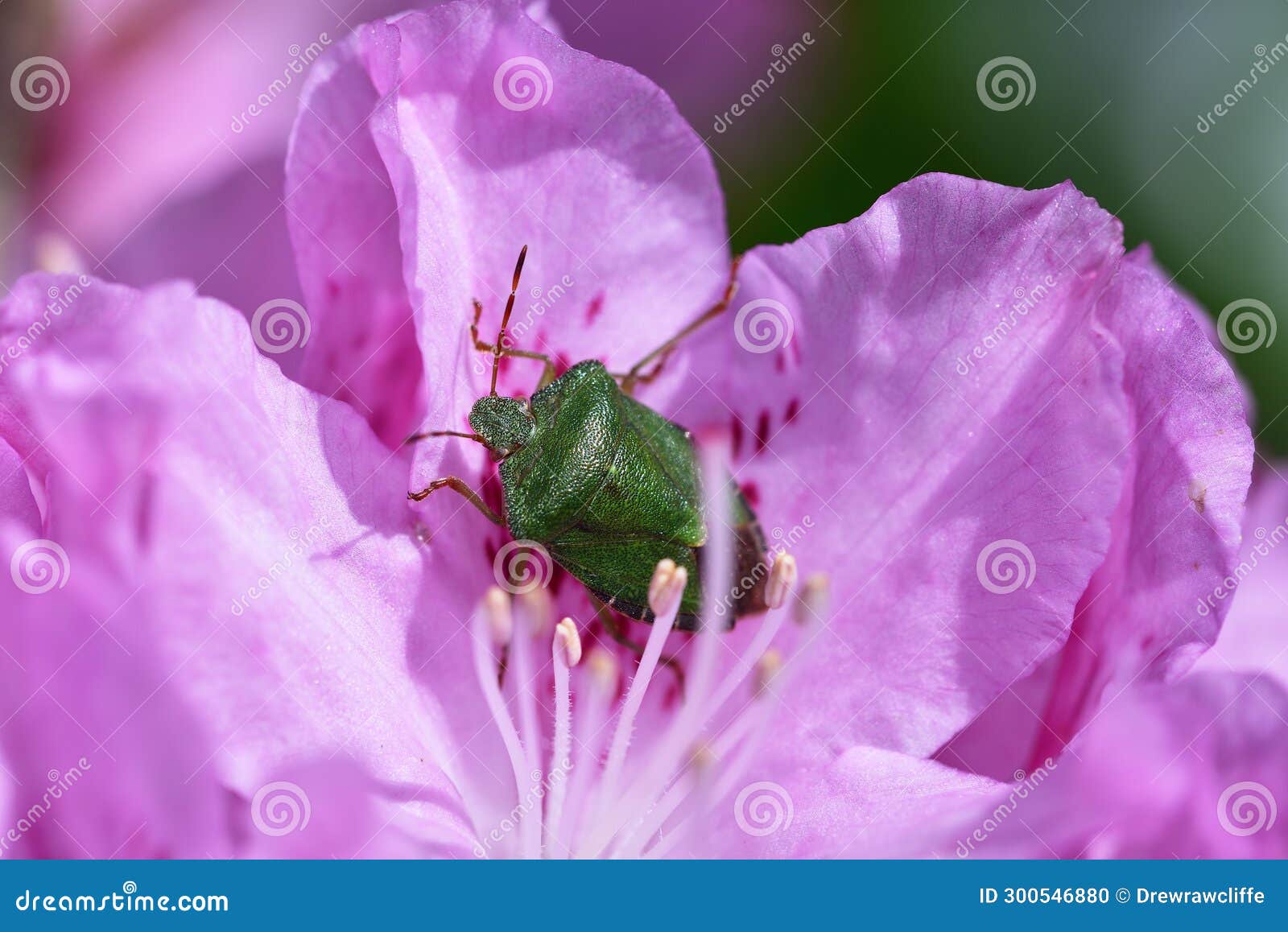 Green Stink Bug and an Pink Azalea Stock Photo - Image of pentatomidae ...