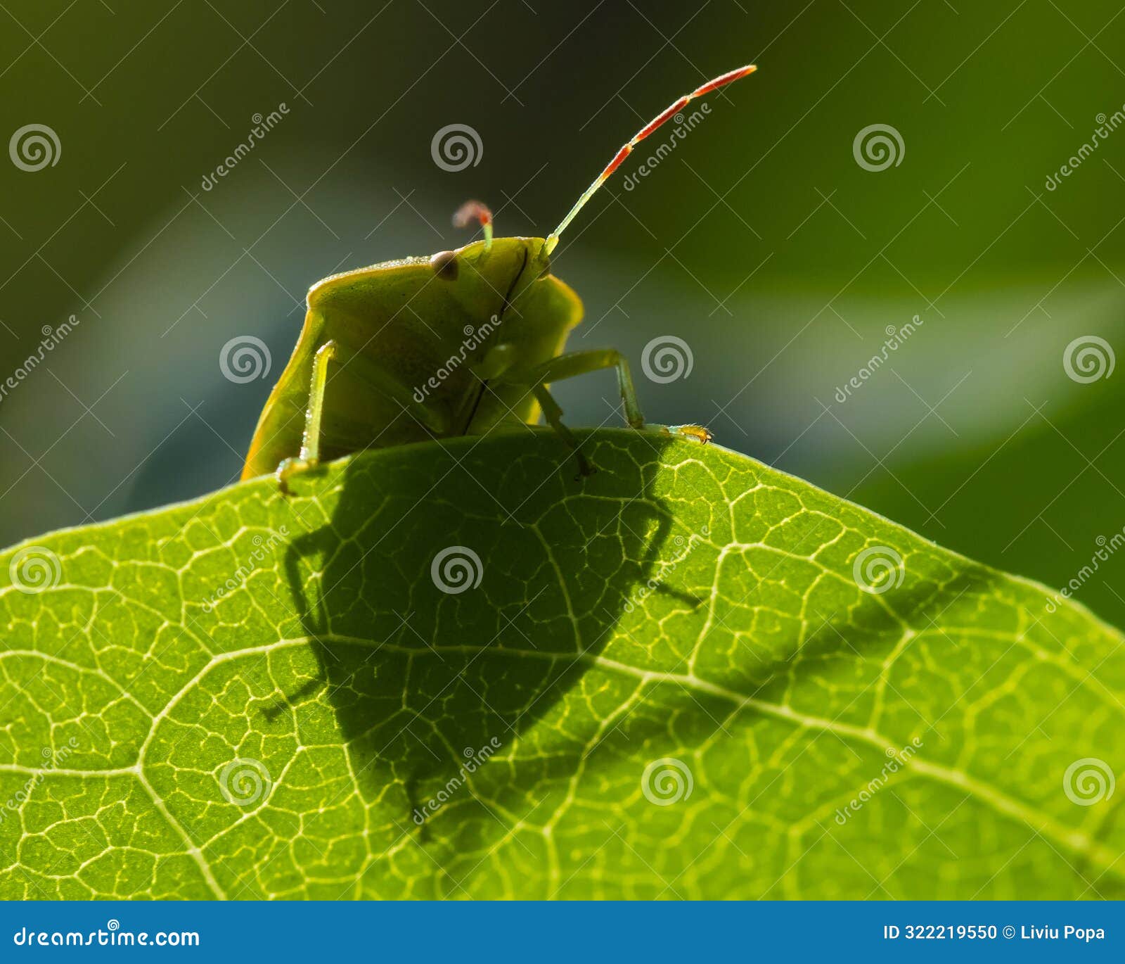 Green Shield Bug Resting on a Leaf in Summer Stock Photo - Image of ...