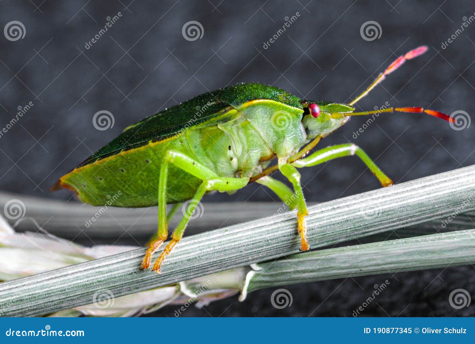 Green Shield Bug from the Side, Sitting on a Grass Straw Looking To the ...
