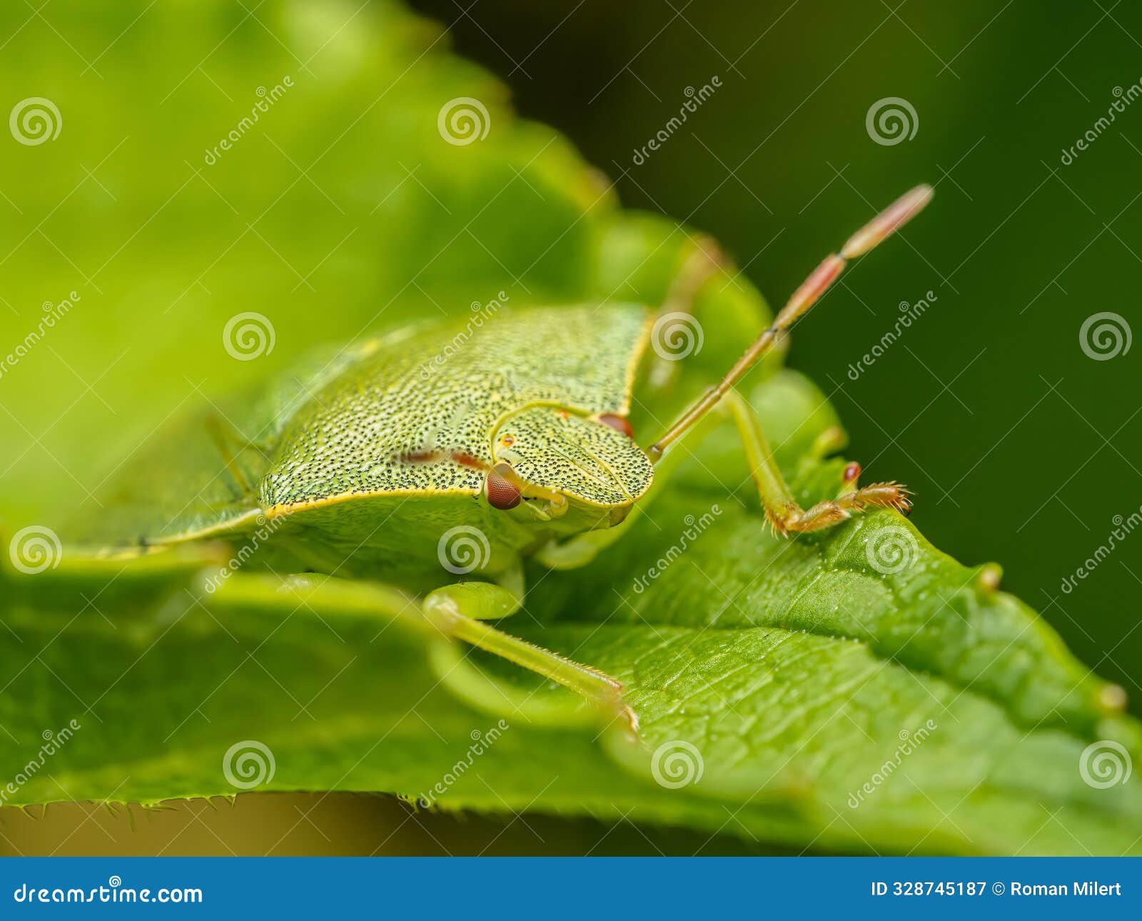 Green Shield Bug On Nature Background Royalty-Free Stock Photography ...