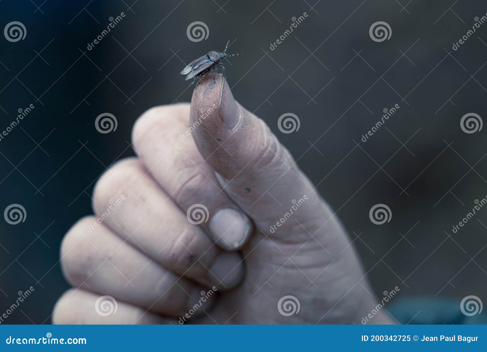 Green Shield Bug on Thumb of a Hand Stock Image - Image of balancing ...
