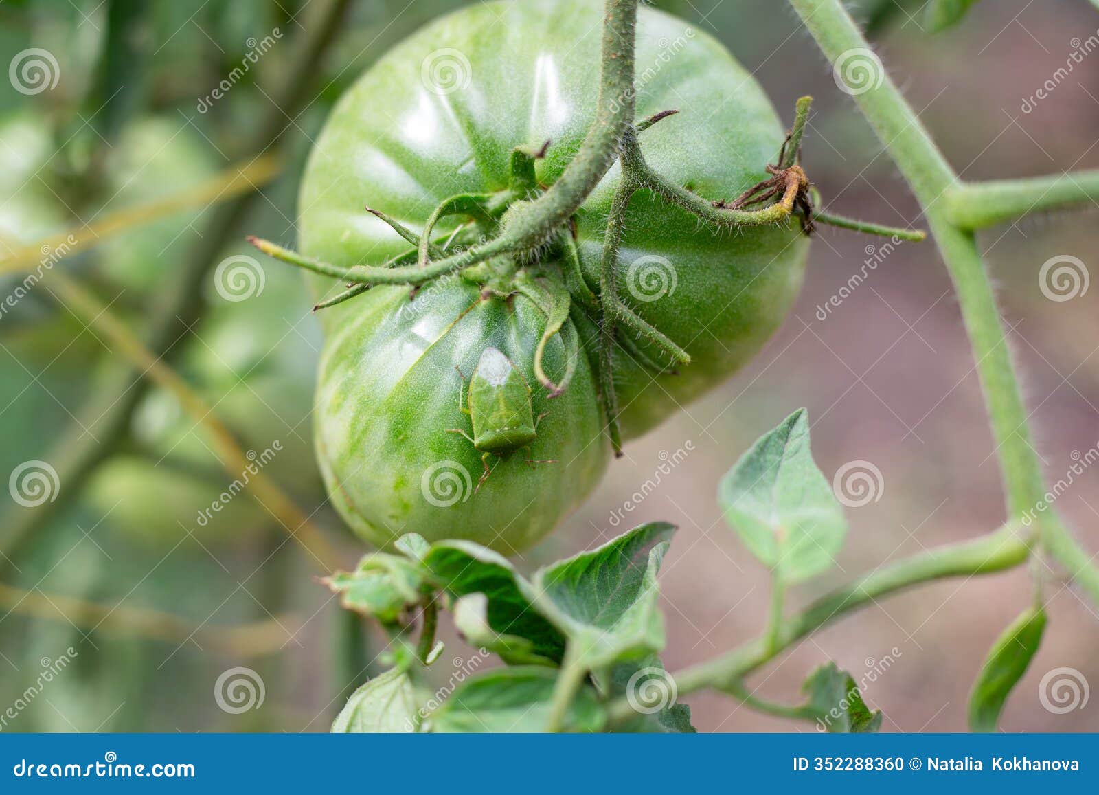 A Green Shield Bug, a Vegetable Pest, is Crawling on a Green Growing ...