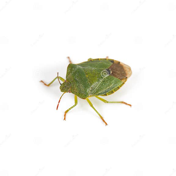 Green Shield Bug on a White Background Stock Image - Image of side ...