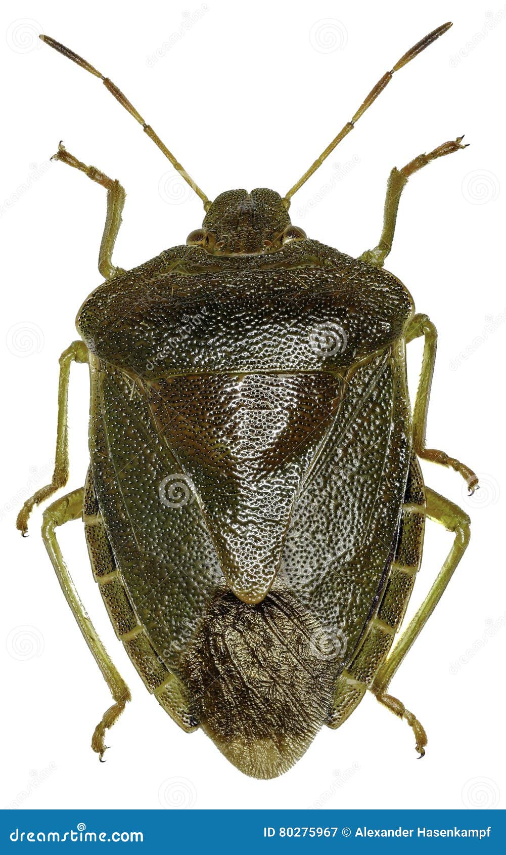 Green Shield Bug on White Background Stock Image - Image of beetle ...