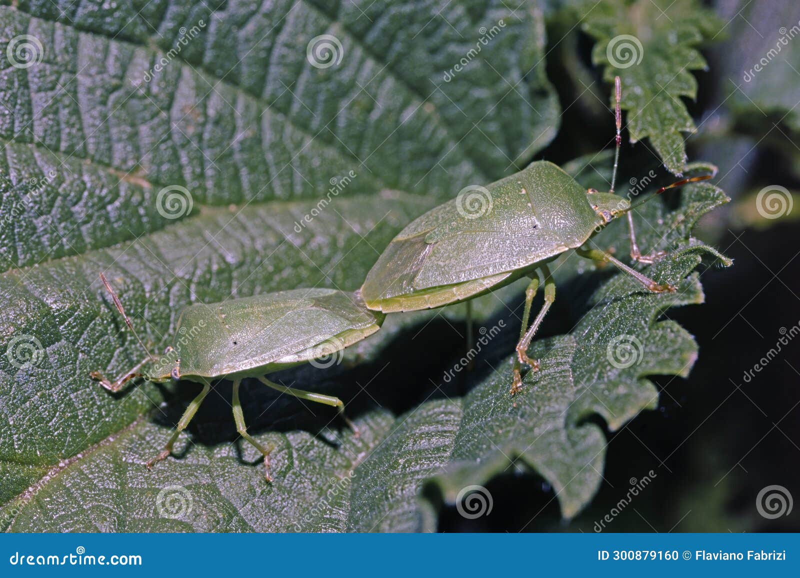 Green Shield Bugs in Mating Stock Photo - Image of common, backtoback ...