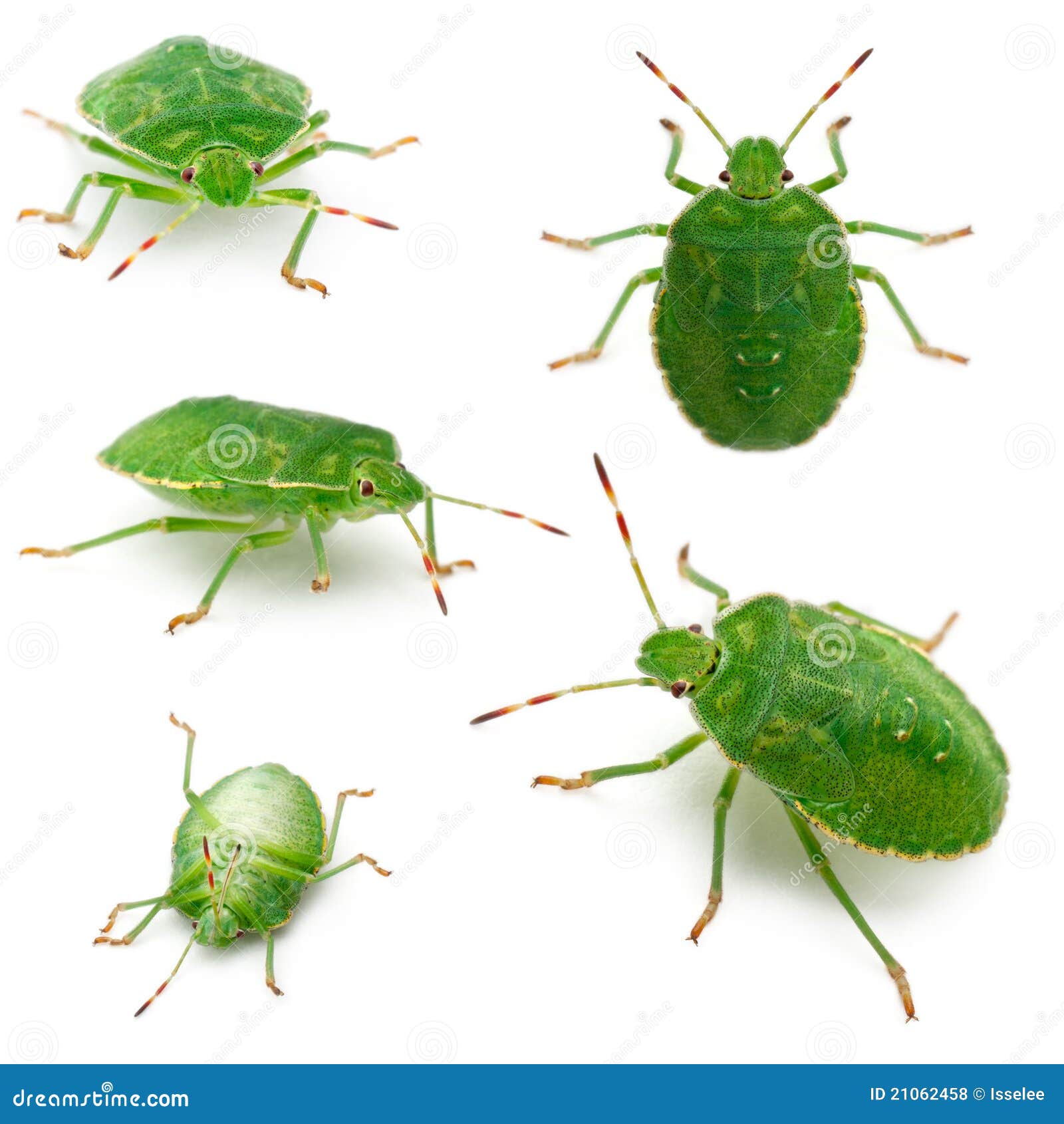 Green Shield Bug Animal Of Class Insecta (insects Stock Image ...