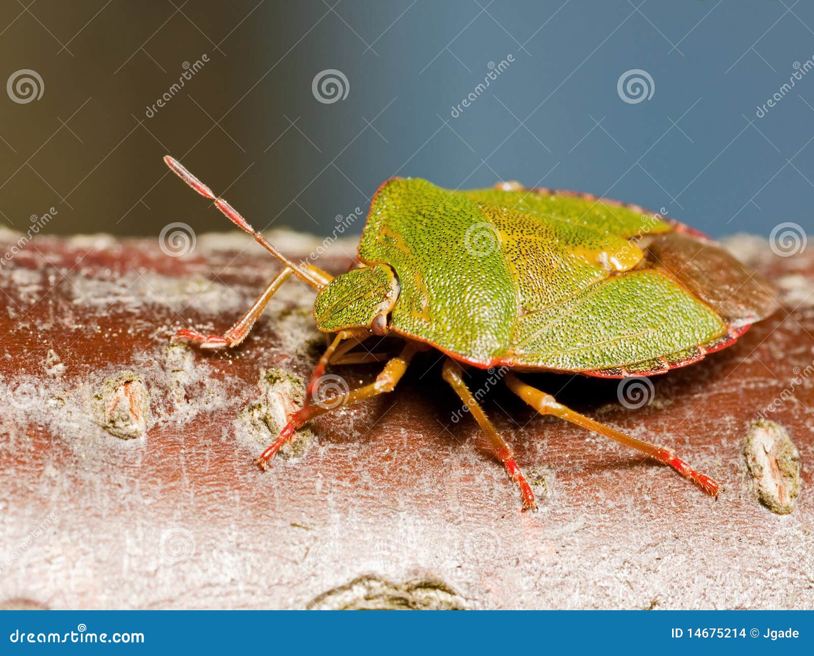 Green Shieldbug stock photo. Image of antennas, insect - 14675214