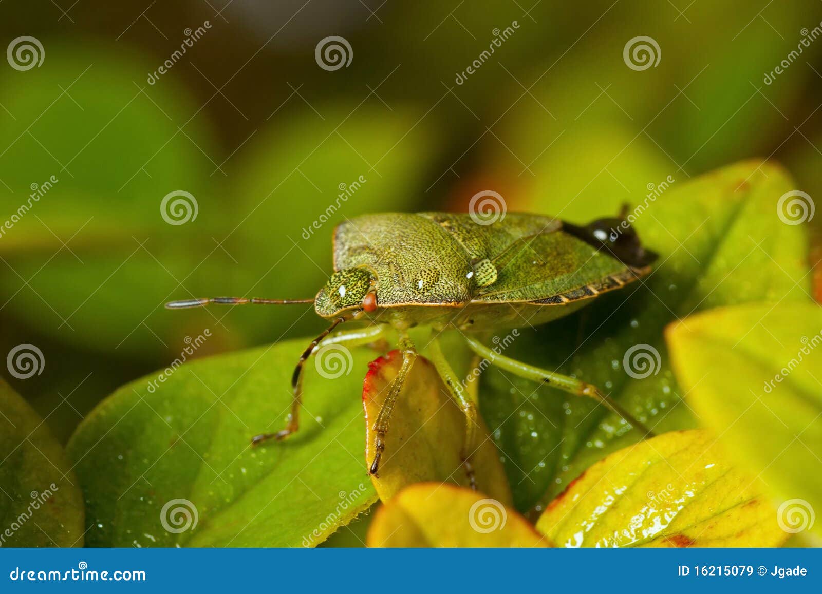 Green Shieldbug stock image. Image of shieldbug, prasina - 16215079