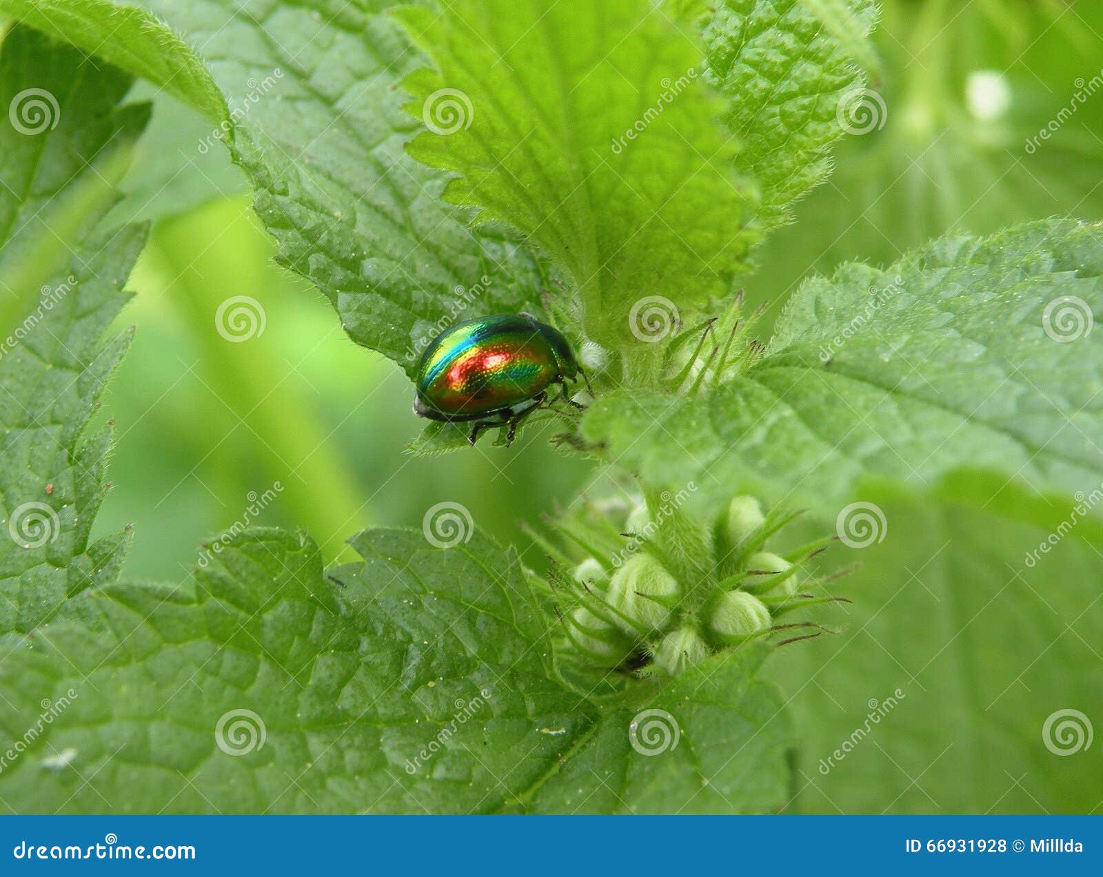 Green shining bug stock photo. Image of green, insect - 66931928