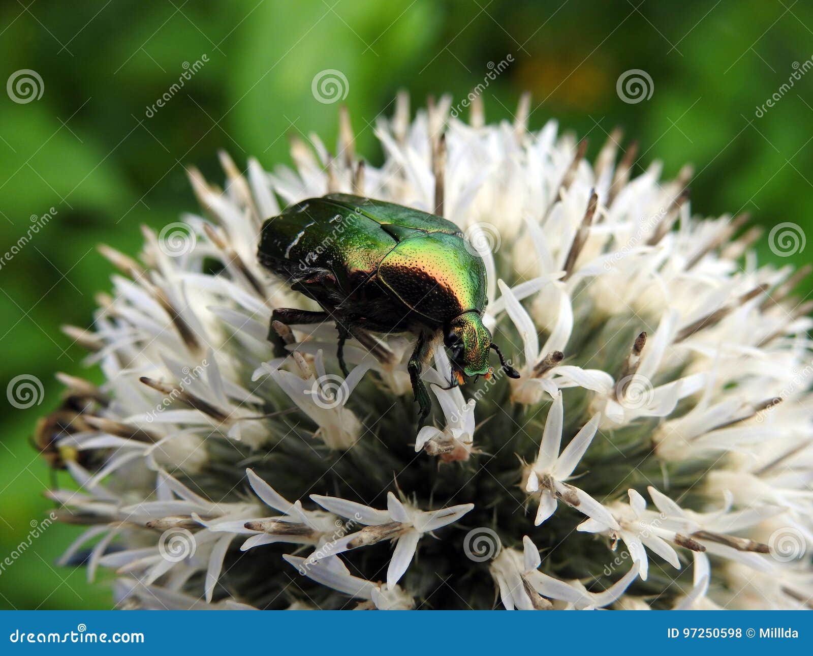 Green Sun Shining Over Mysterious Alien Landscape Royalty-Free Stock ...